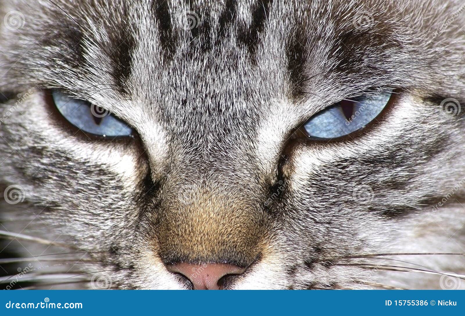 De ogen van de kat stock foto. Image of huisdieren, katten - 15755386