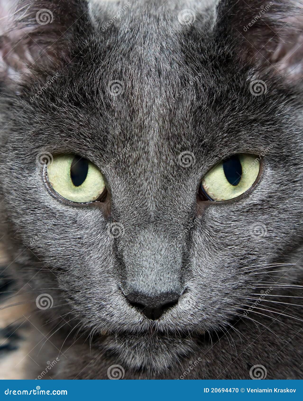 De ogen van de kat stock foto. Image of russisch, mooi - 20694470