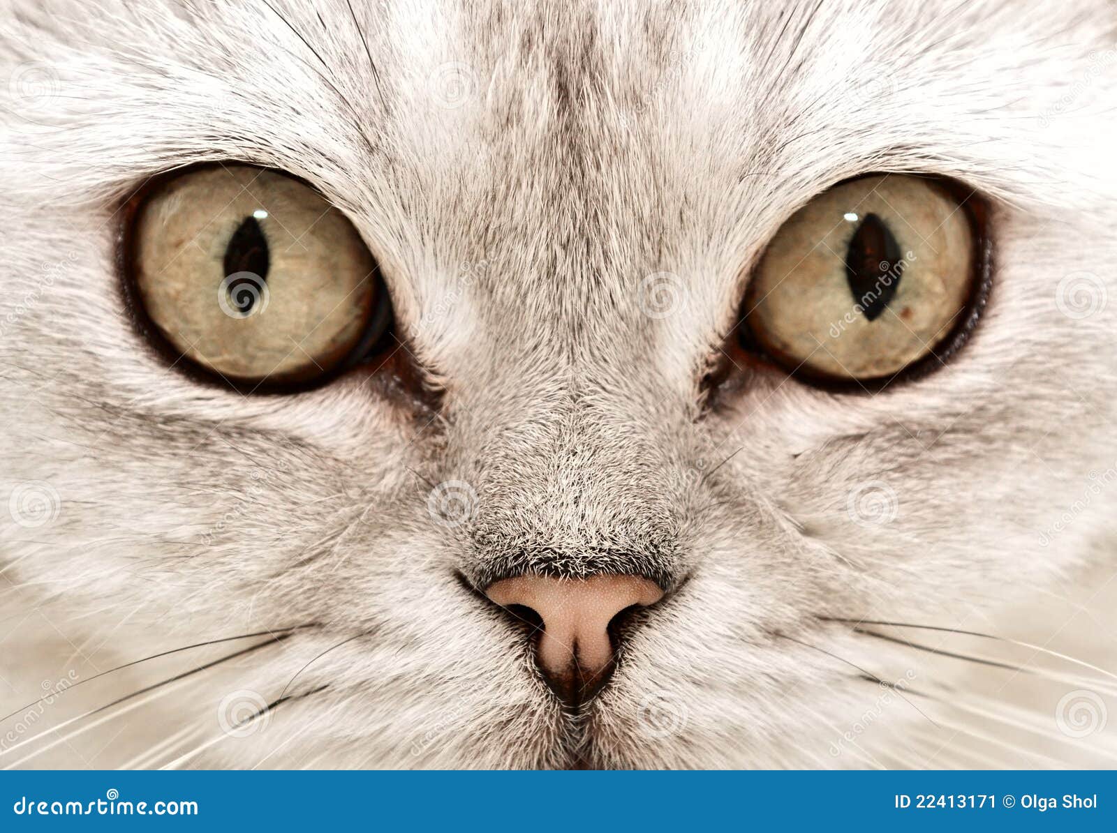 De ogen van de kat stock afbeelding. Image of katje, grooming - 22413171