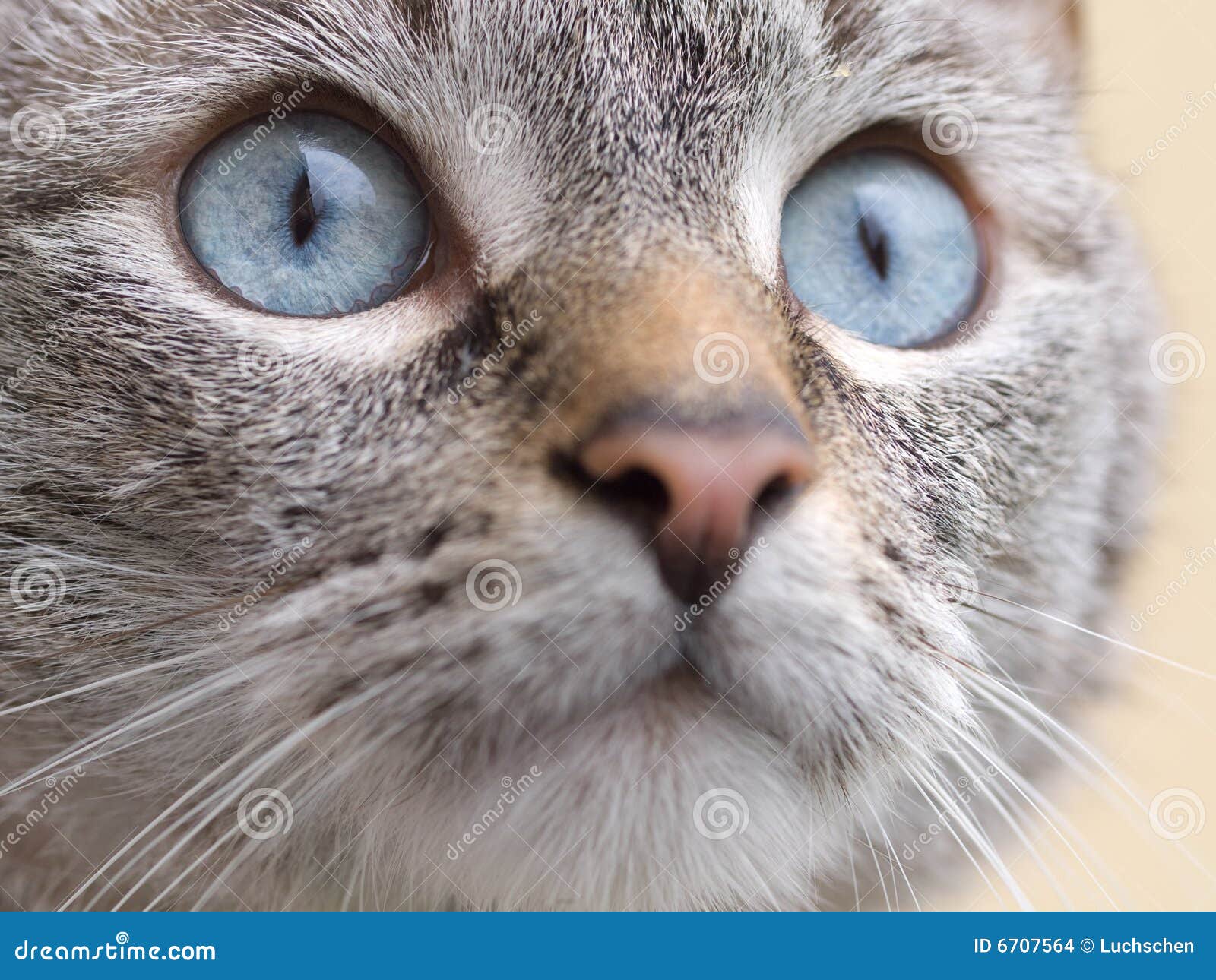 De Ogen van de kat stock foto. Image of huisdier, bont - 6707564