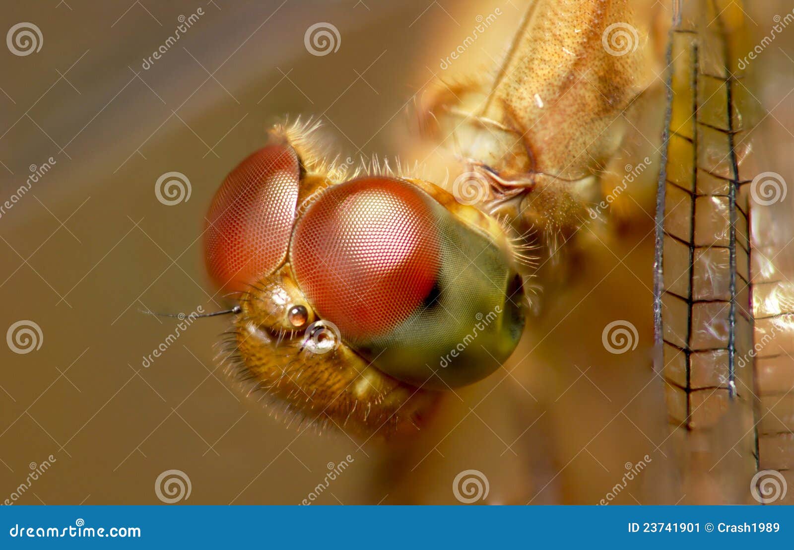De Ogen van de libel stock afbeelding. Image of vleugels - 23741901