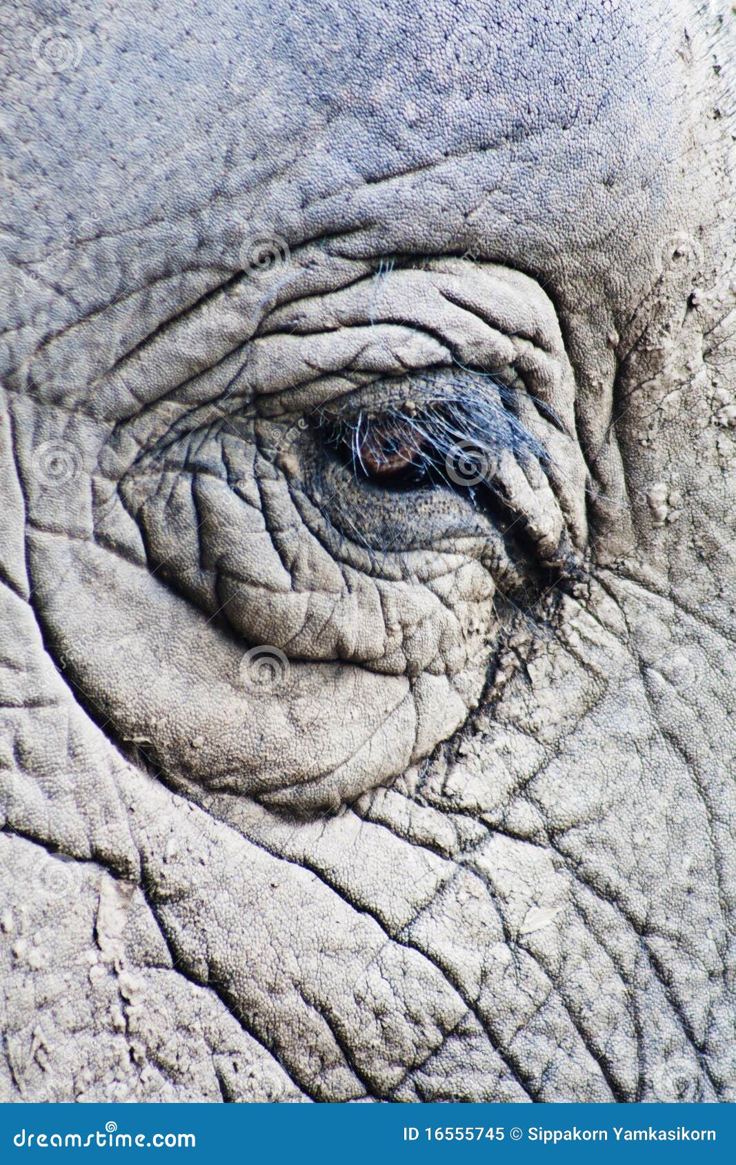 De ogen van de olifant stock afbeelding. Image of grijs - 16555745