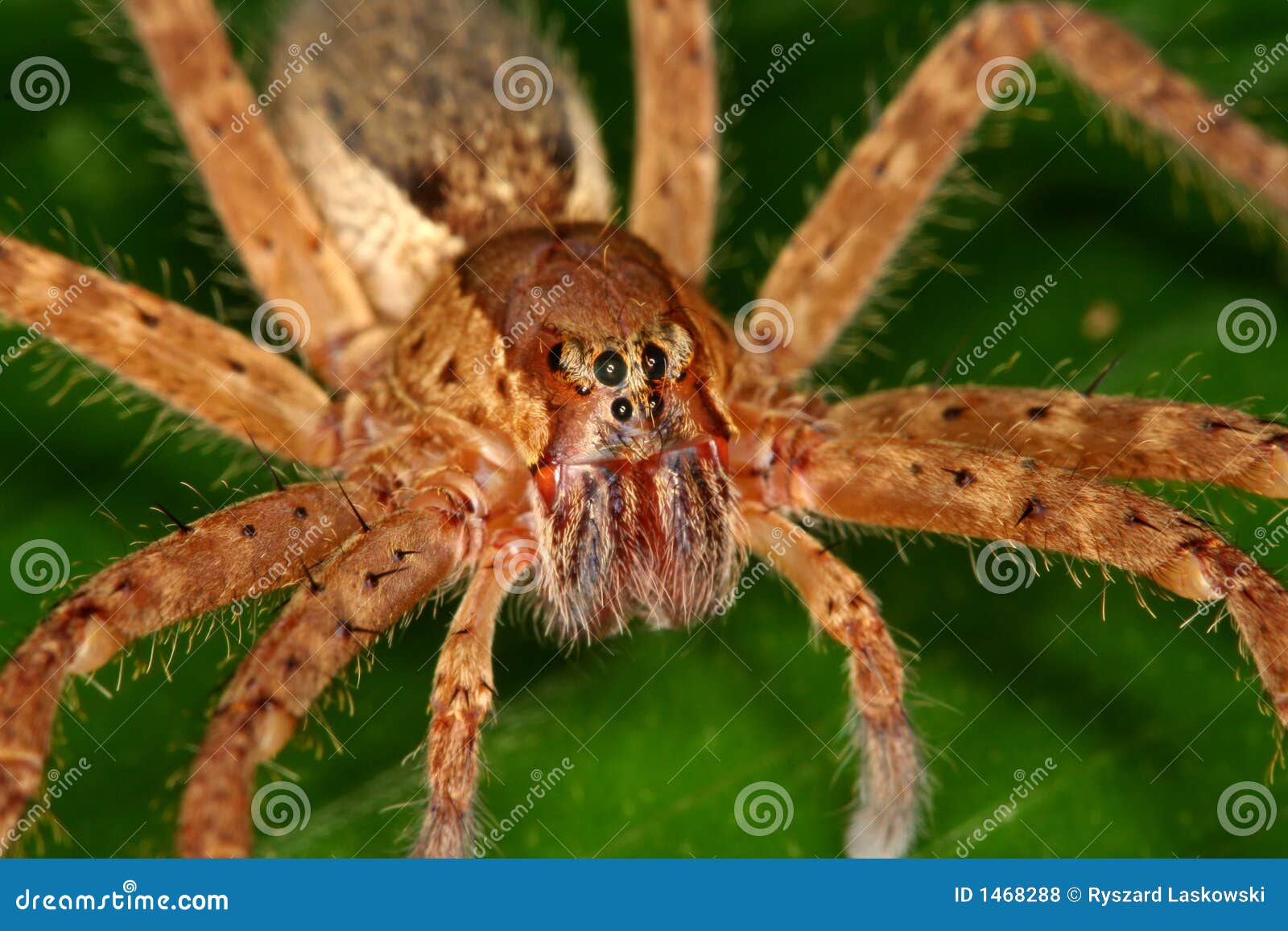 De ogen van de spin stock foto. Image of ogen, orinoco - 1468288