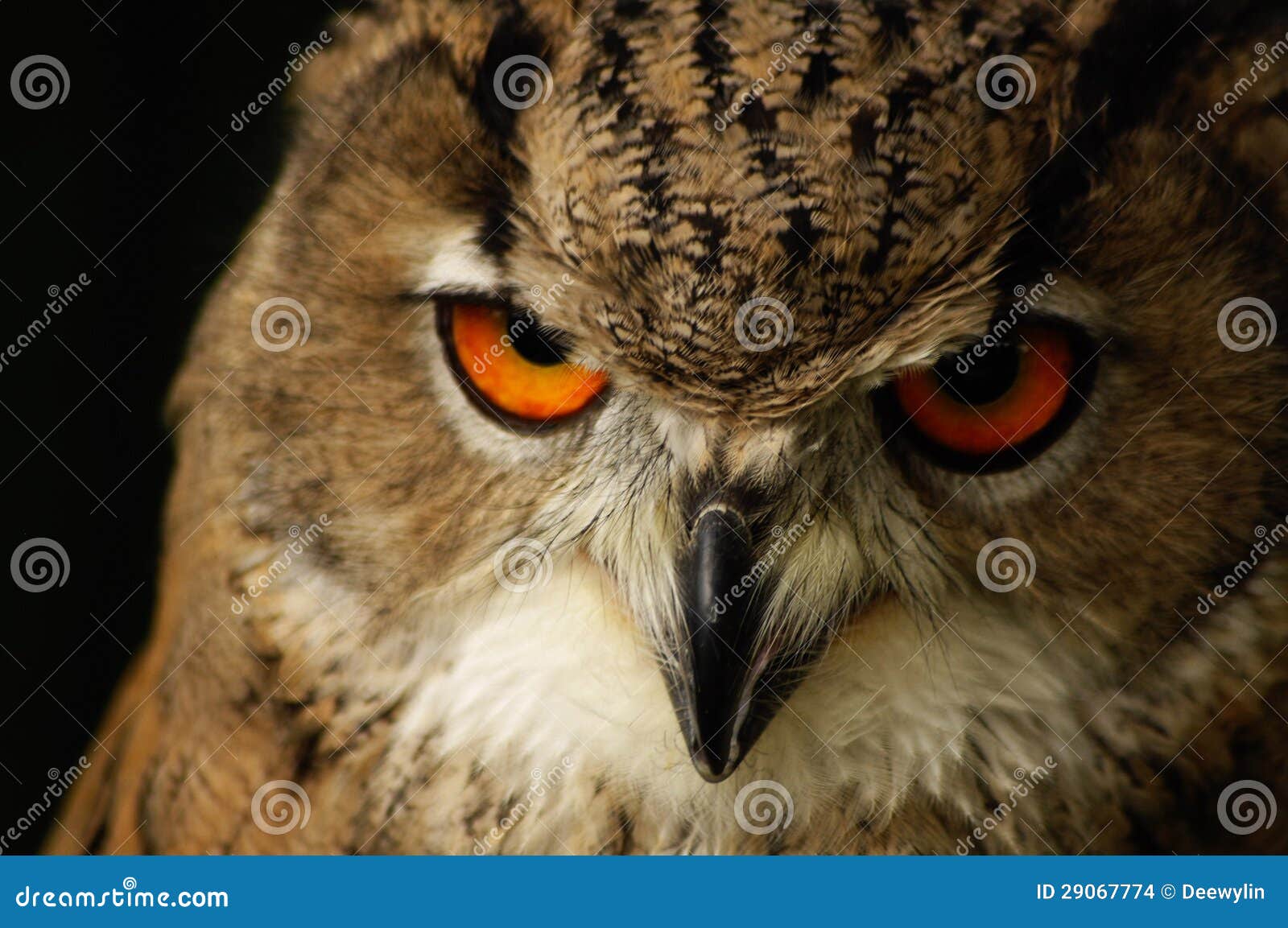 De ogen van uilen stock foto. Image of vogels, sluit - 29067774