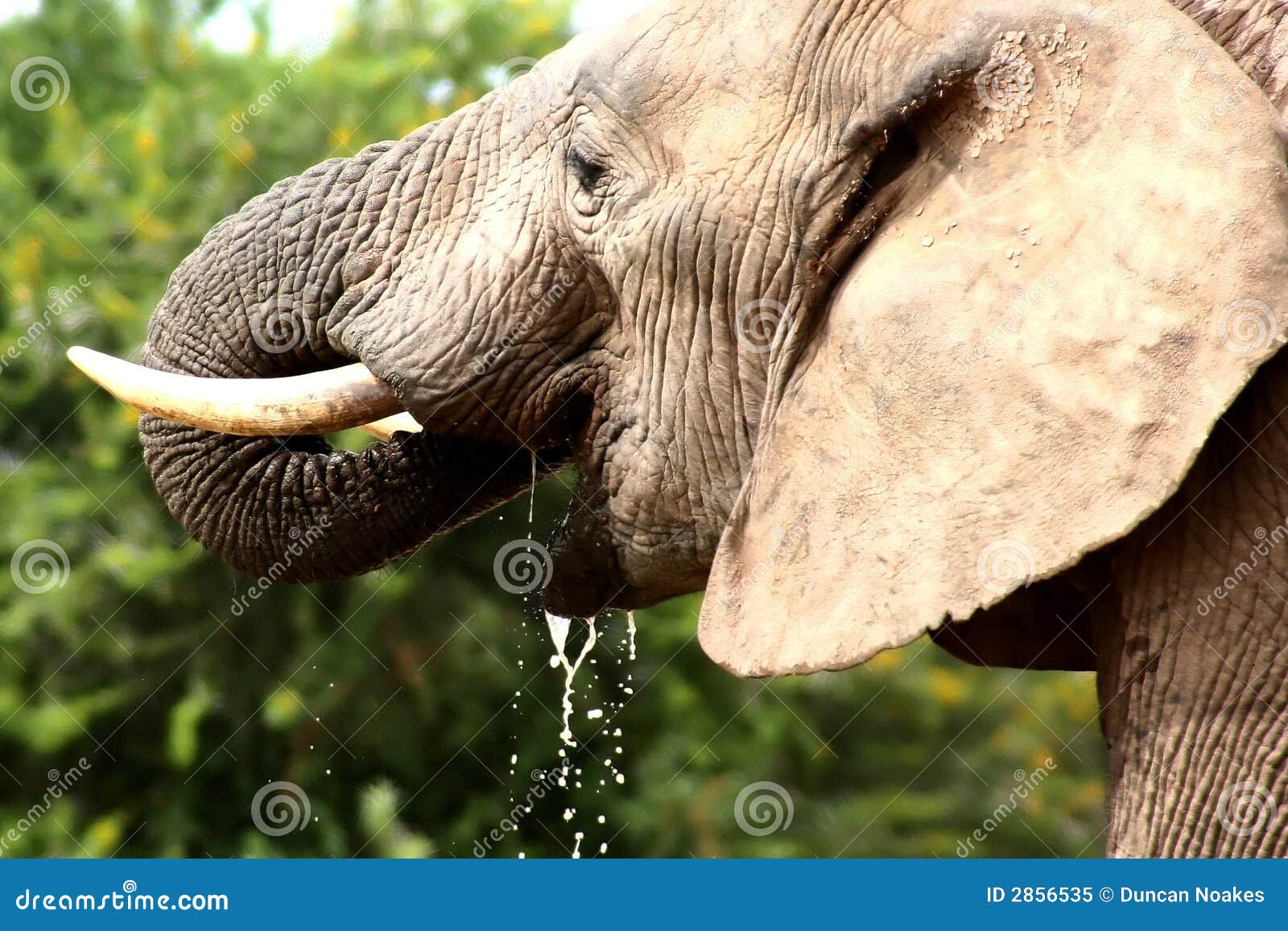 De olifant drinkt water stock afbeelding. Image of mannetje - 2856535
