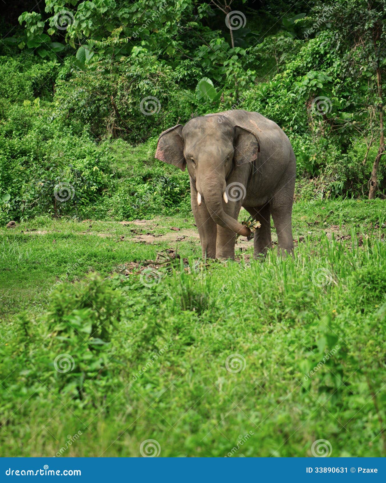 De olifant eet in aard stock afbeelding. Image of wild - 33890631
