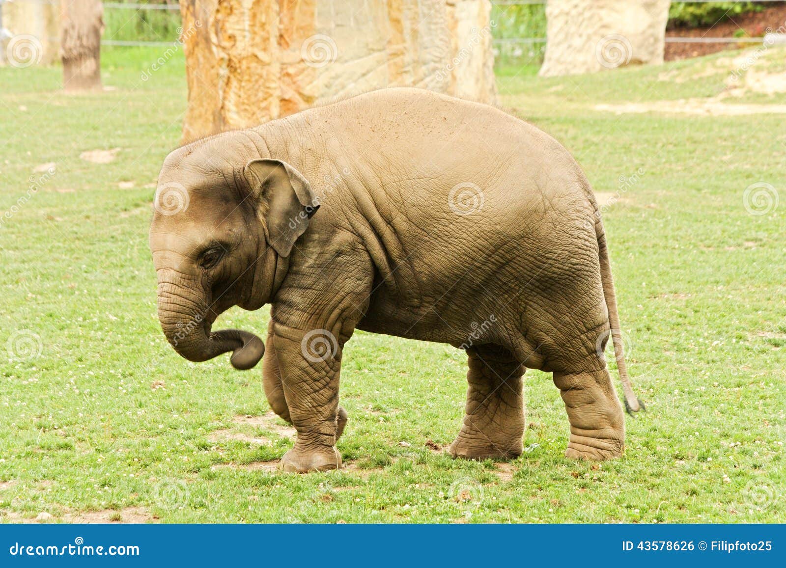 De olifant van de baby stock foto. Image of dier, leuk - 43578626