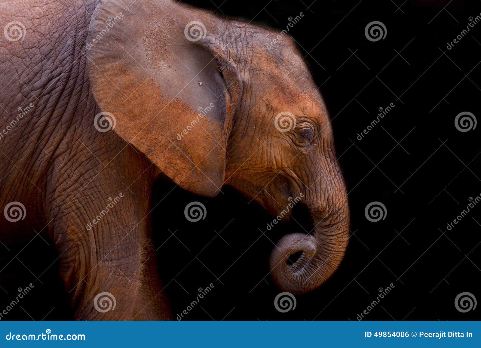 De olifant van de baby stock foto. Image of been, foto - 49854006
