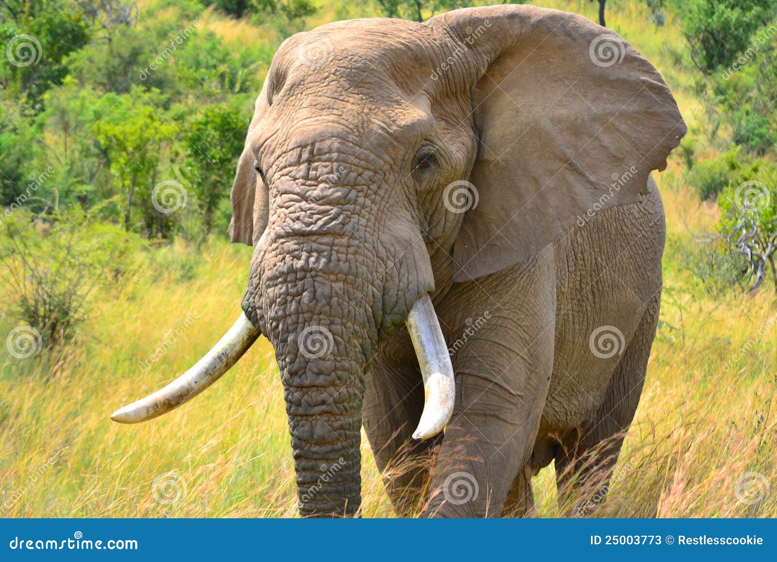 De Olifant van de stier stock afbeelding. Image of afrika - 25003773