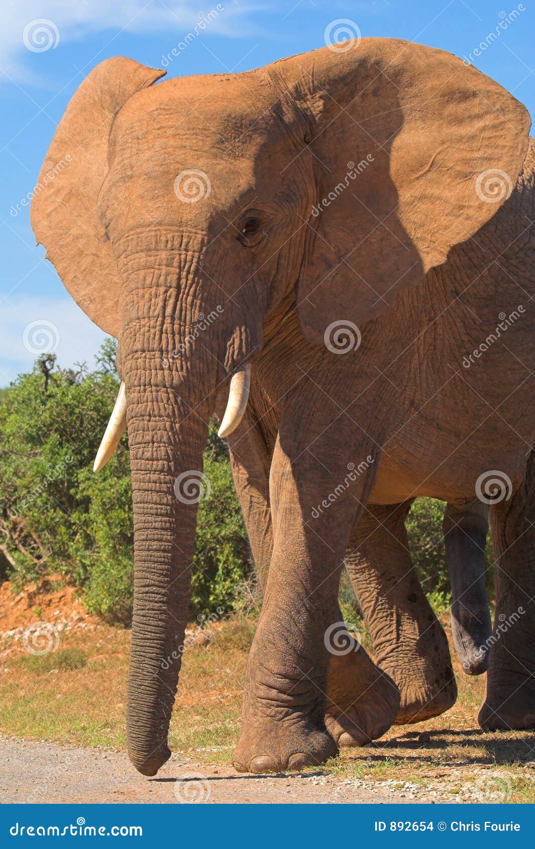 De Olifant van de stier stock foto. Image of ivoor, safari - 892654