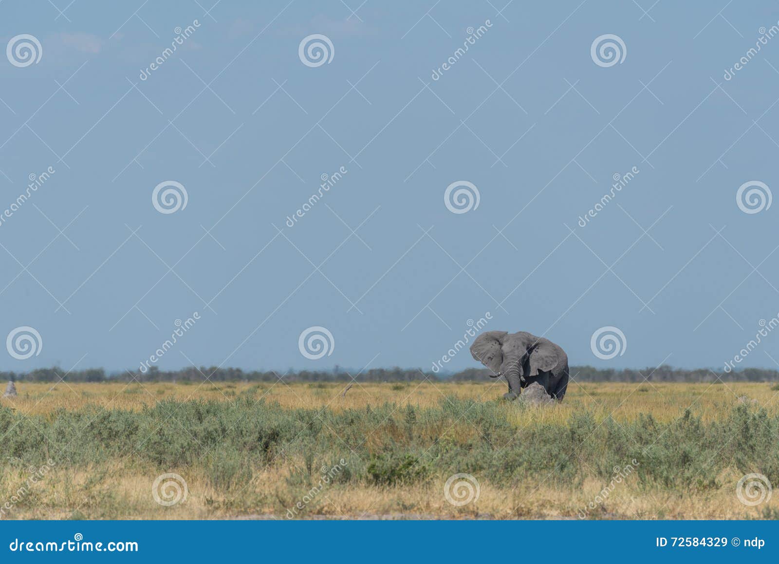 De Olifant Wrijft Boomstam Op Rots Op Savanne Stock Afbeelding - Image ...