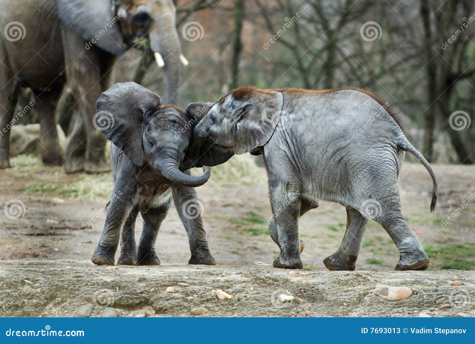 De olifanten van de baby stock afbeelding. Image of baby - 7693013