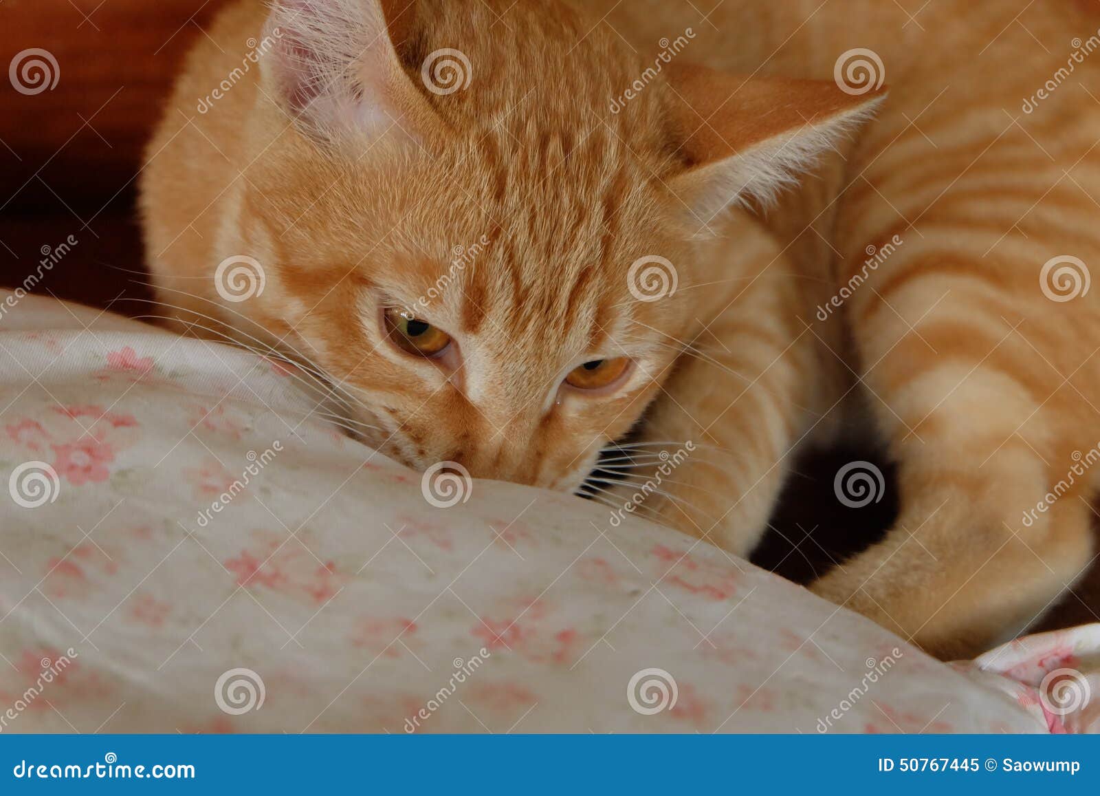 De Ongehoorzame Steun Van De Kattenbeet Stock Afbeelding - Image of ...