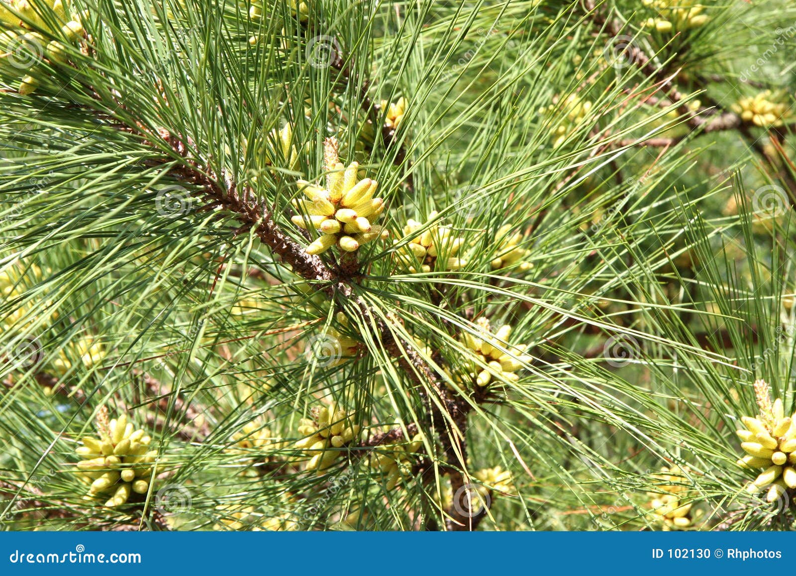 De Ontluikende Boom Van De Pijnboom Stock Foto - Image of evergreens ...