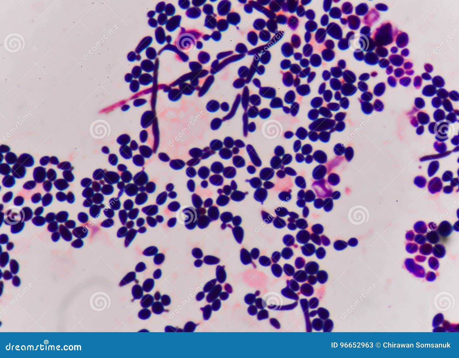 De Ontluikende Structuur Van De Gistcel Stock Afbeelding - Image of ...