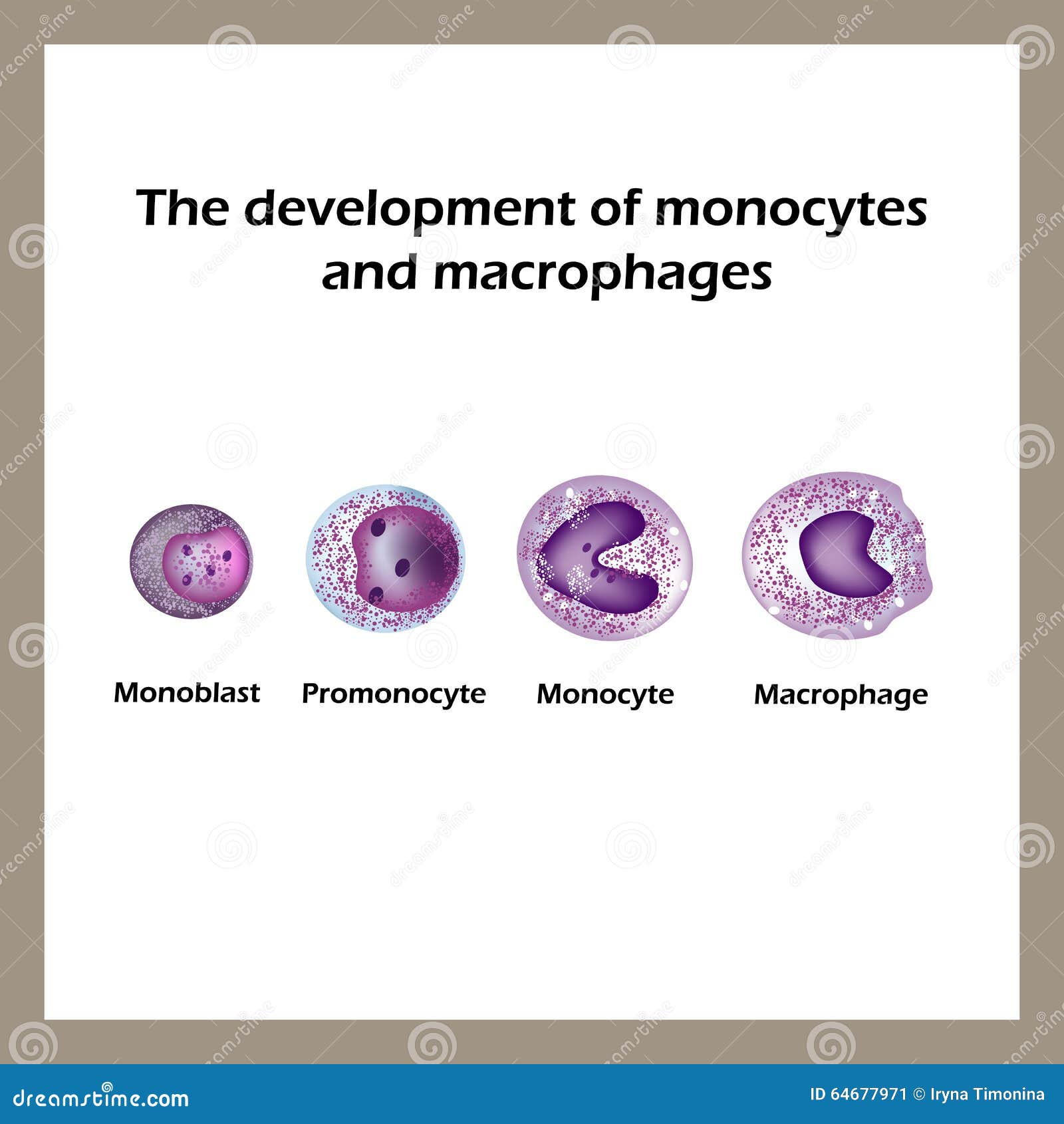 De Ontwikkeling Van Monocytes En Macrophages Infographics Vector ...