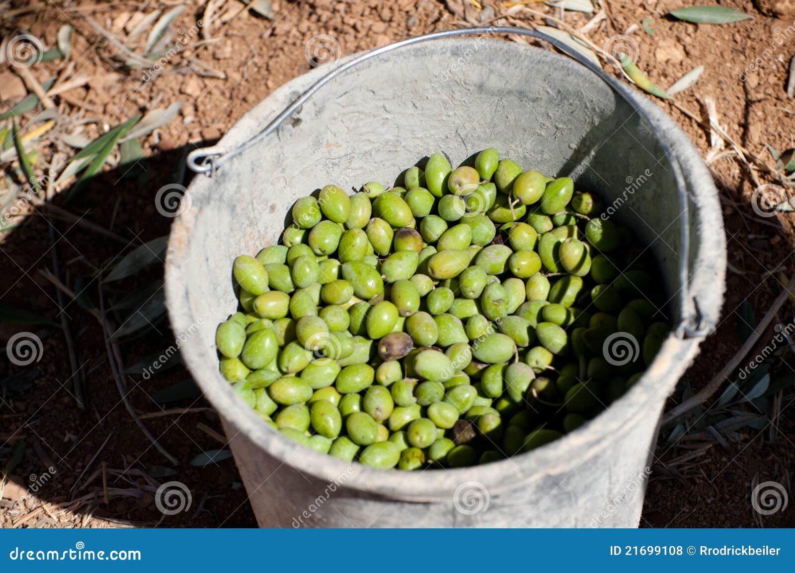 De Oogst van de olijf stock foto. Image of olijf, groen - 21699108