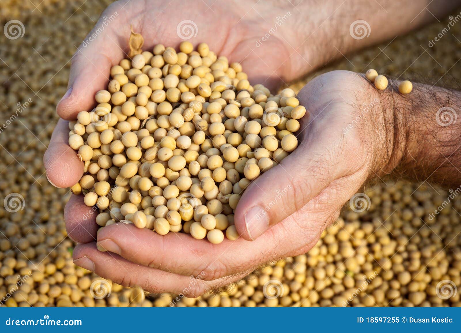 De Oogst van de sojaboon stock afbeelding. Image of nave - 18597255