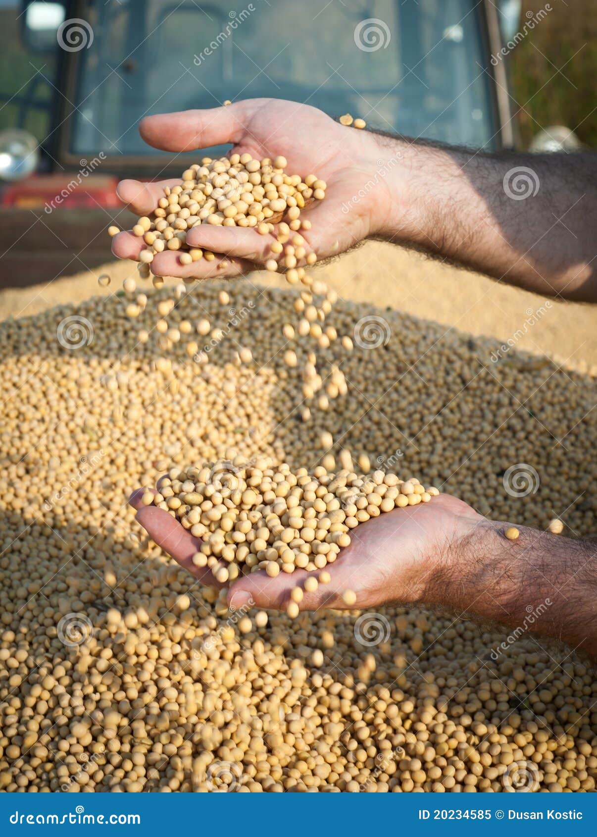 De Oogst van de sojaboon stock afbeelding. Image of voeding - 20234585