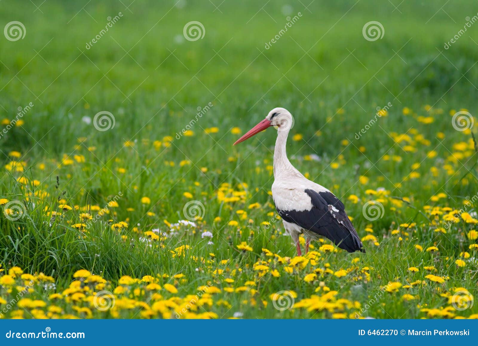 De ooievaar van de vogel stock foto. Image of dier, gebied - 6462270