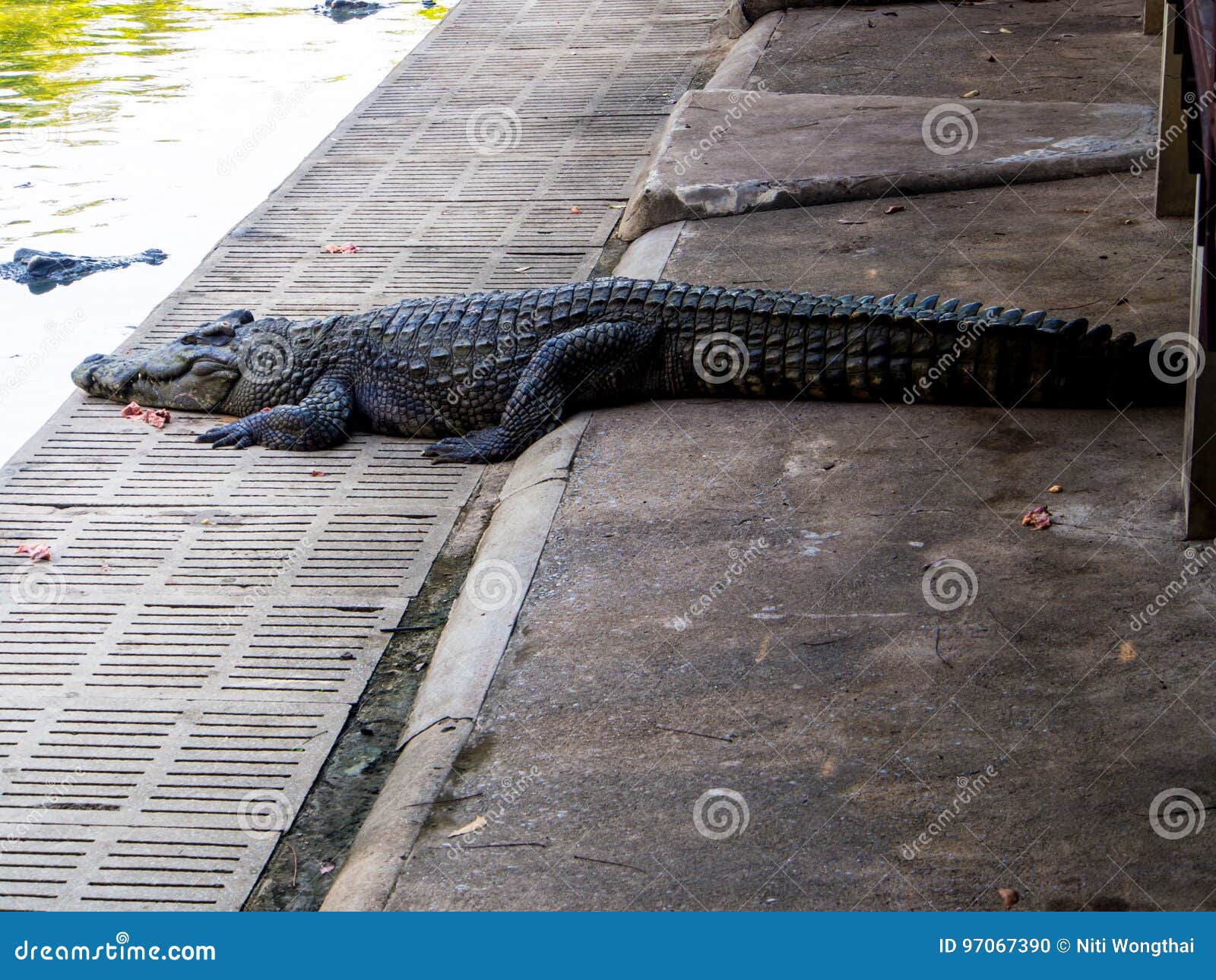 Is De Open Mond Van De Krokodilslaap Het Voedsel Kip in De Dierentuin ...