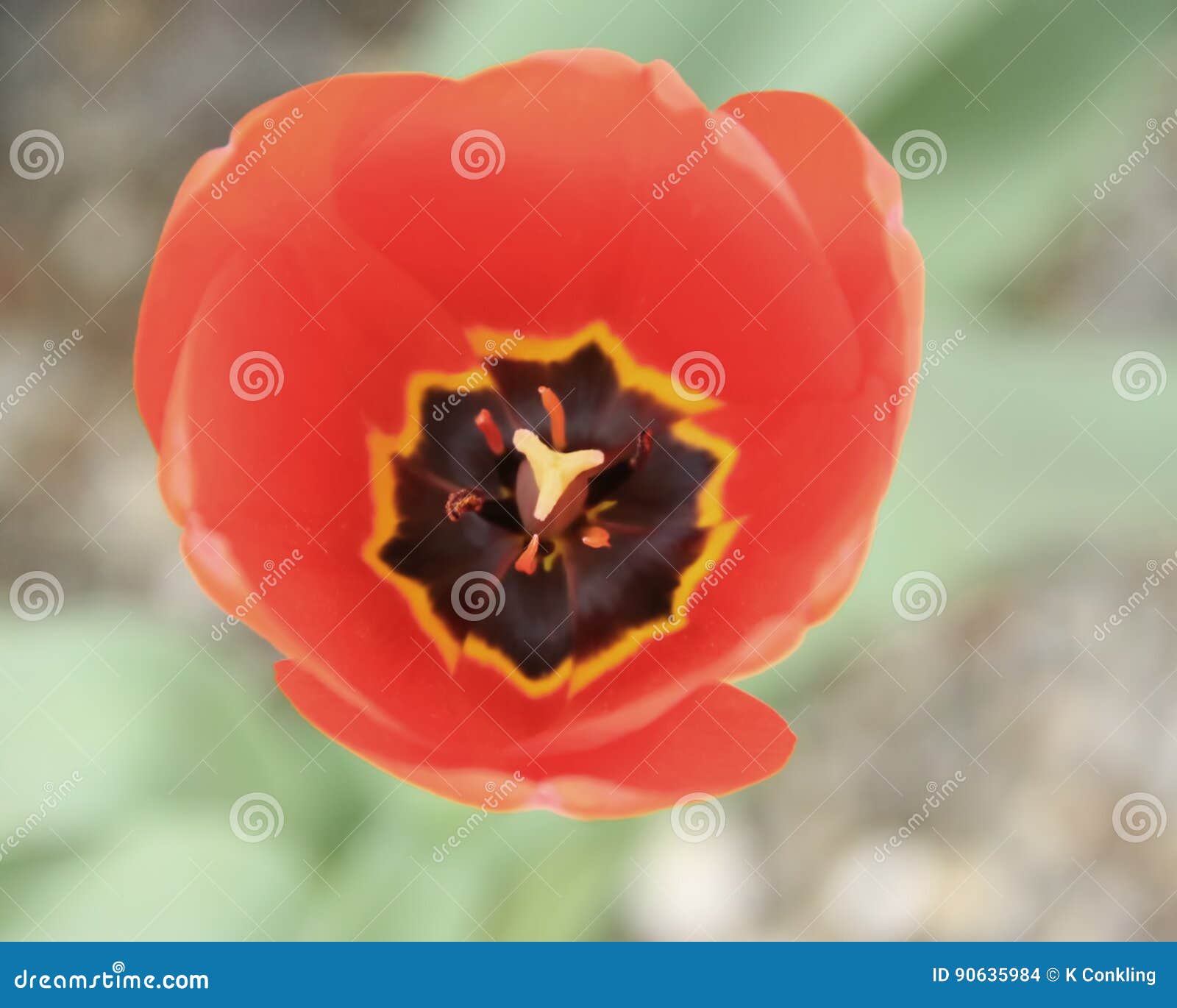 De Open Rode Tulp Met Dichte Omhooggaand Bekijkt Midden Stock Foto ...