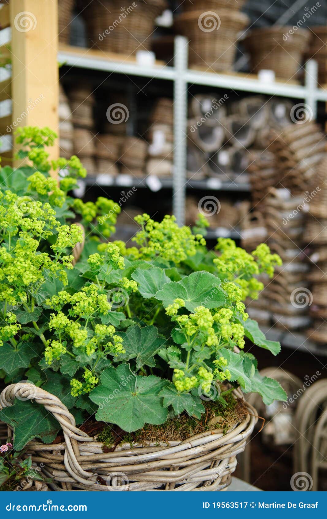 De opslag van de tuin stock afbeelding. Image of mand - 19563517