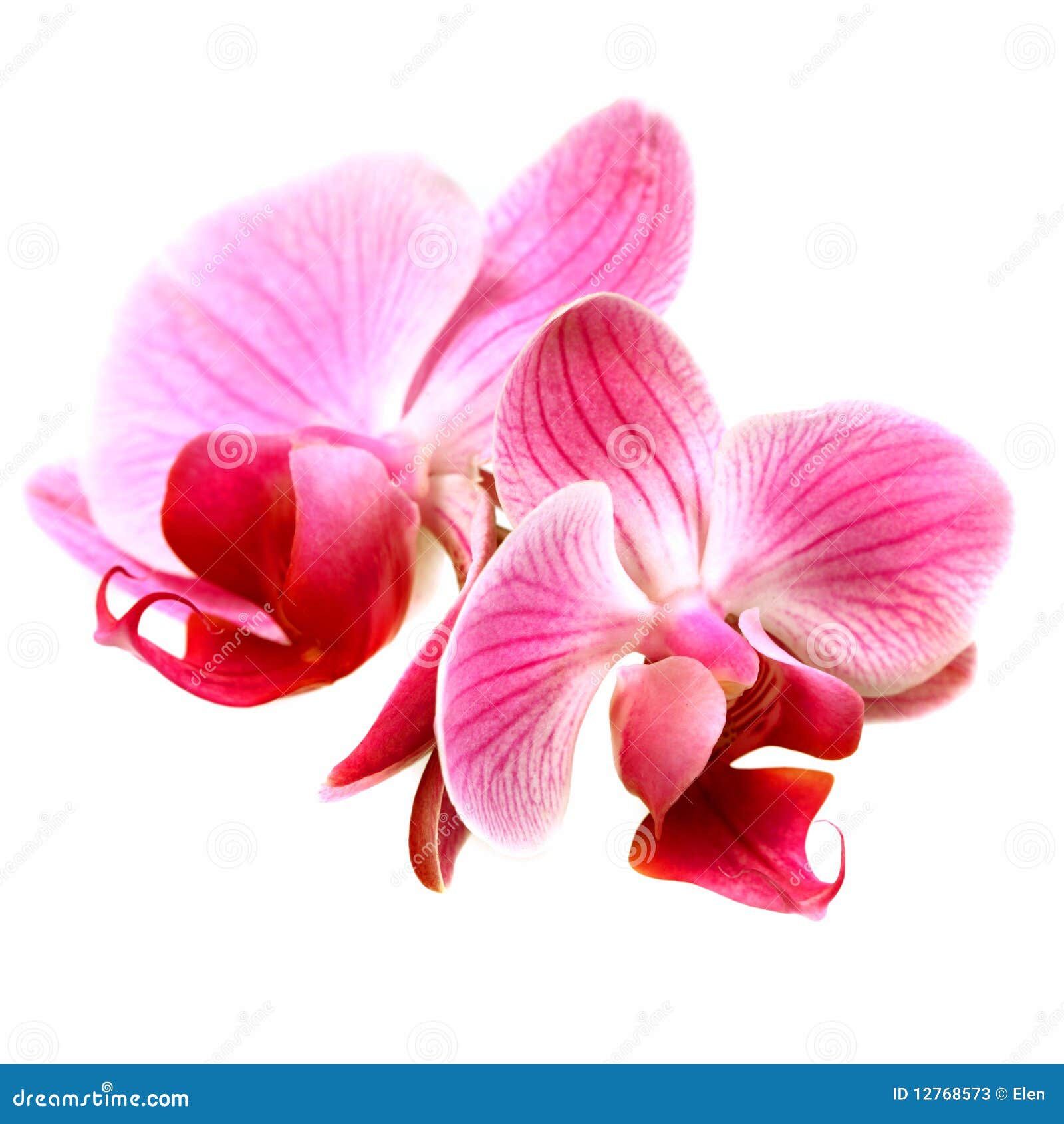 De Orchidee Van De Bloem - Phalaenopsis Stock Afbeelding - Image of ...