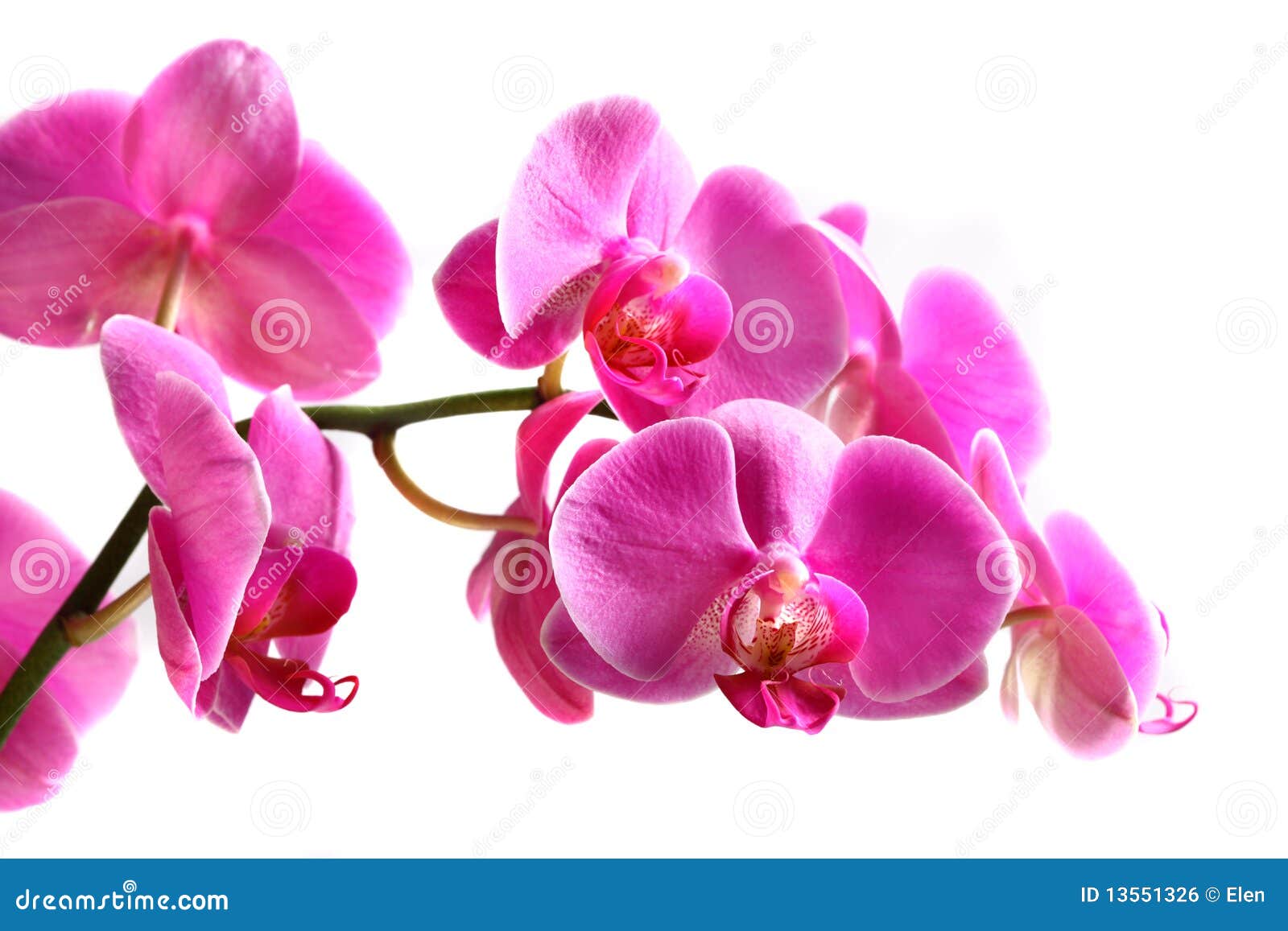 De Orchidee Van De Bloem - Phalaenopsis Stock Foto - Image of behang ...