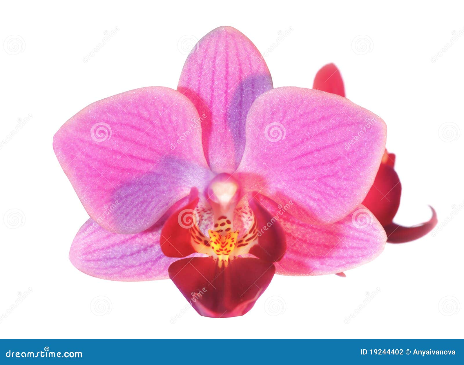 De Orchideebloem Van Phalaenopsis Stock Foto - Image of bloesem ...