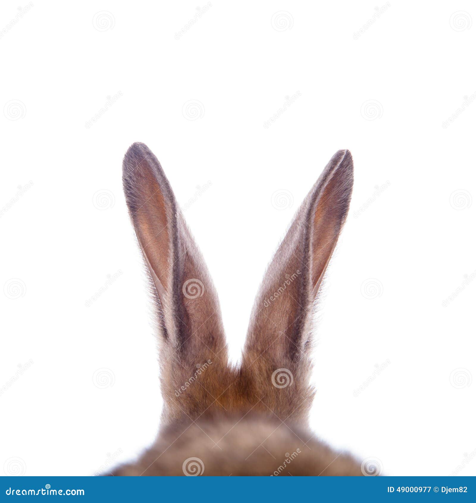 De oren van het konijn stock afbeelding. Image of affiche - 49000977