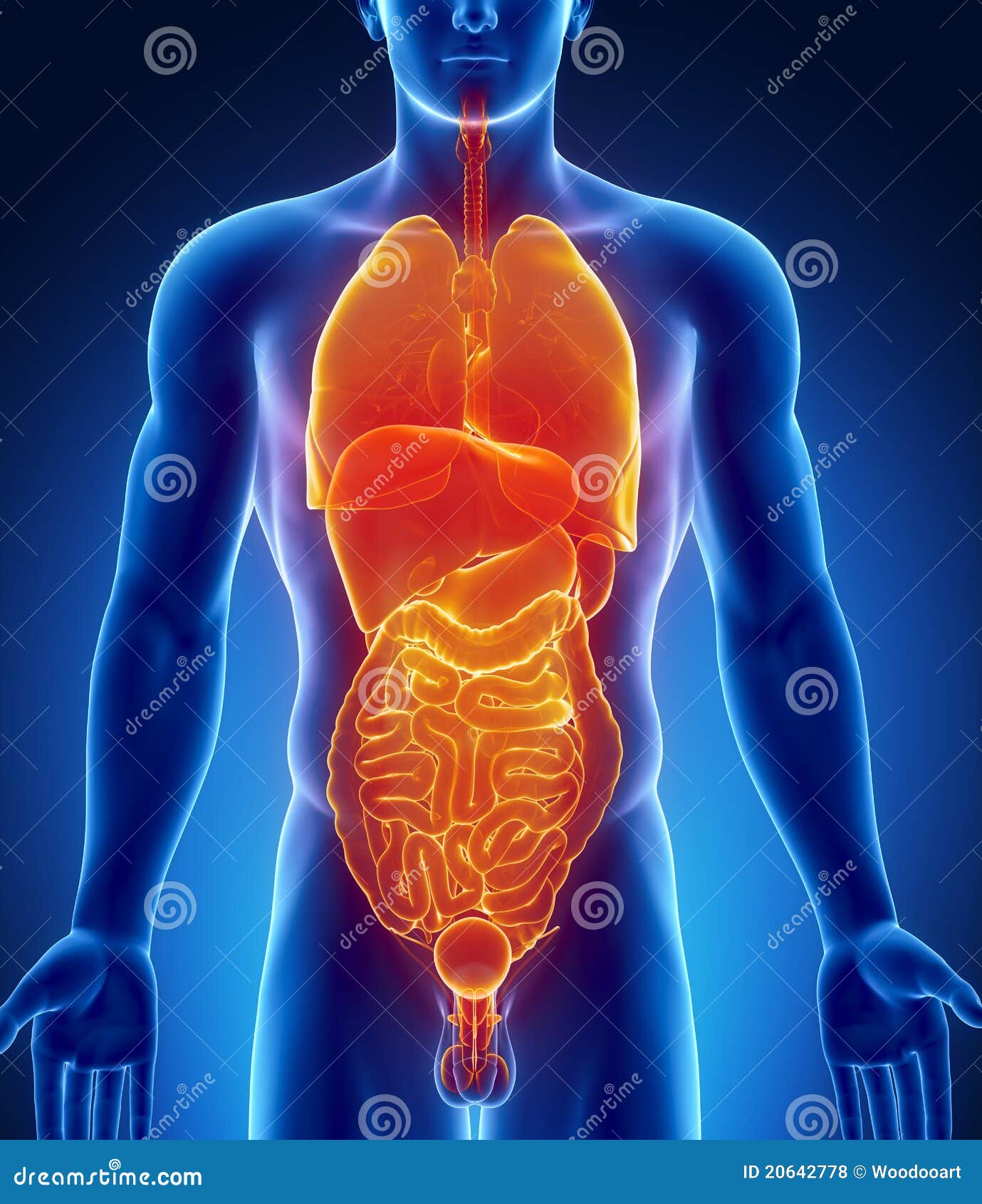 De Organen X-ray Mening Van De Mens Stock Illustratie - Illustration of ...
