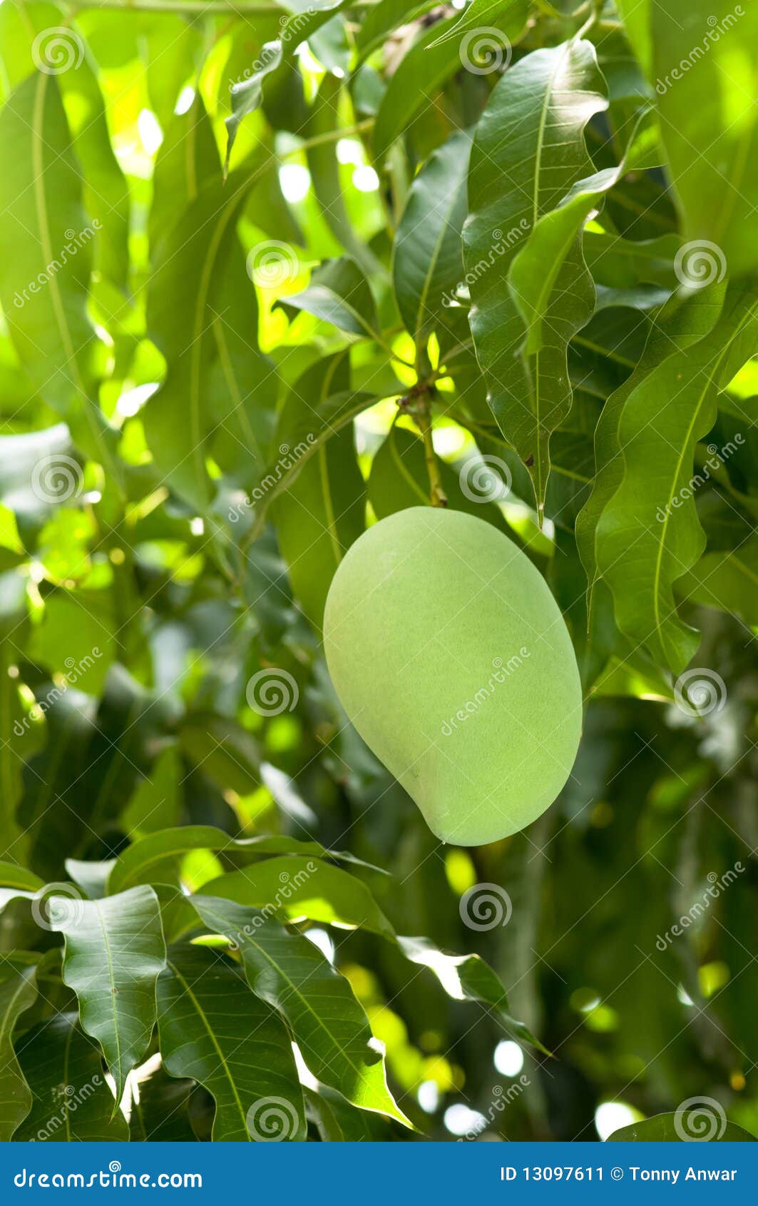 De Organische Boom Van De Mango Stock Afbeelding - Image of vitamine ...