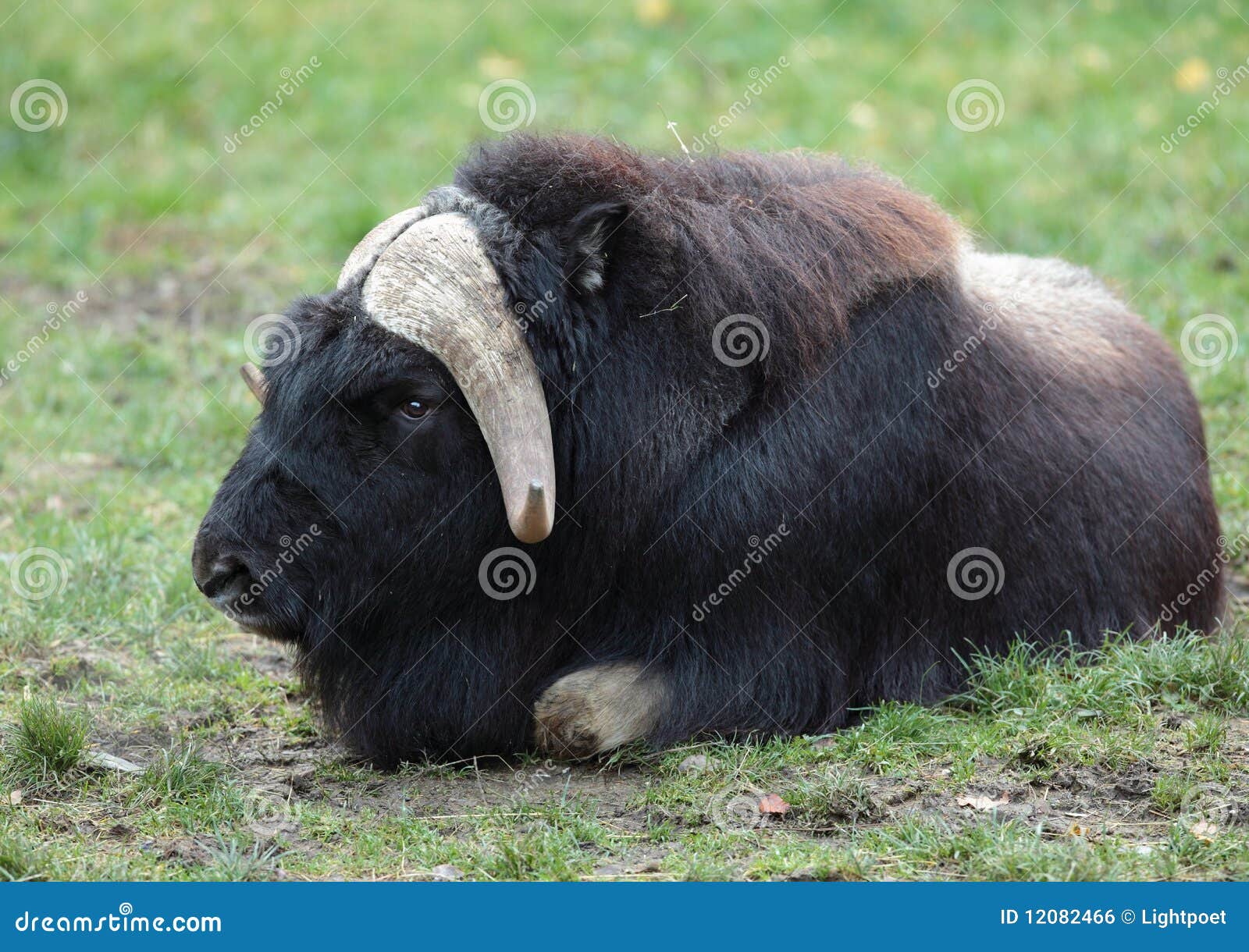 De os van de muskus stock foto. Image of bont, assam - 12082466