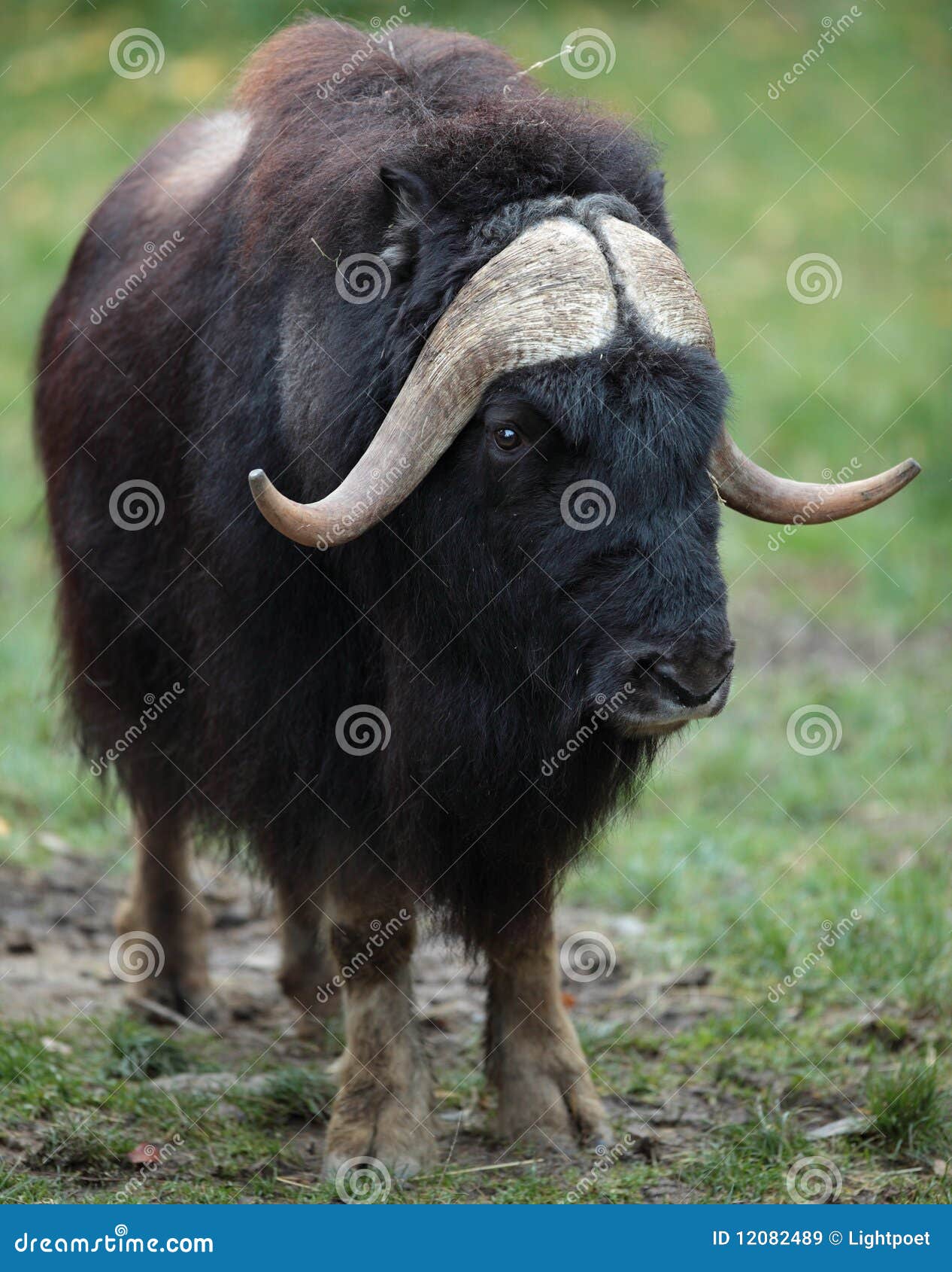 De os van de muskus stock afbeelding. Image of gezicht - 12082489