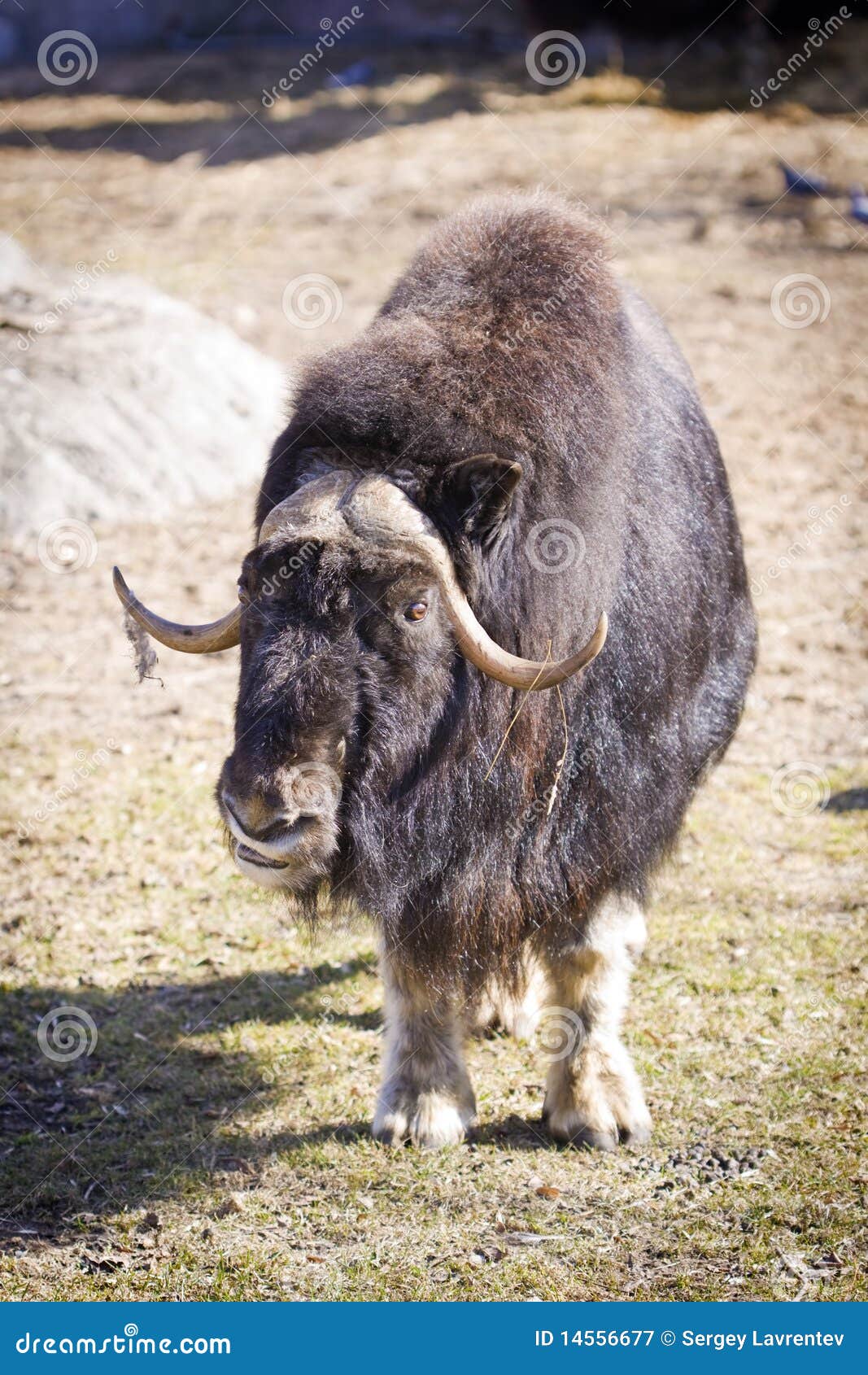 De Os van de muskus stock afbeelding. Image of dieren - 14556677