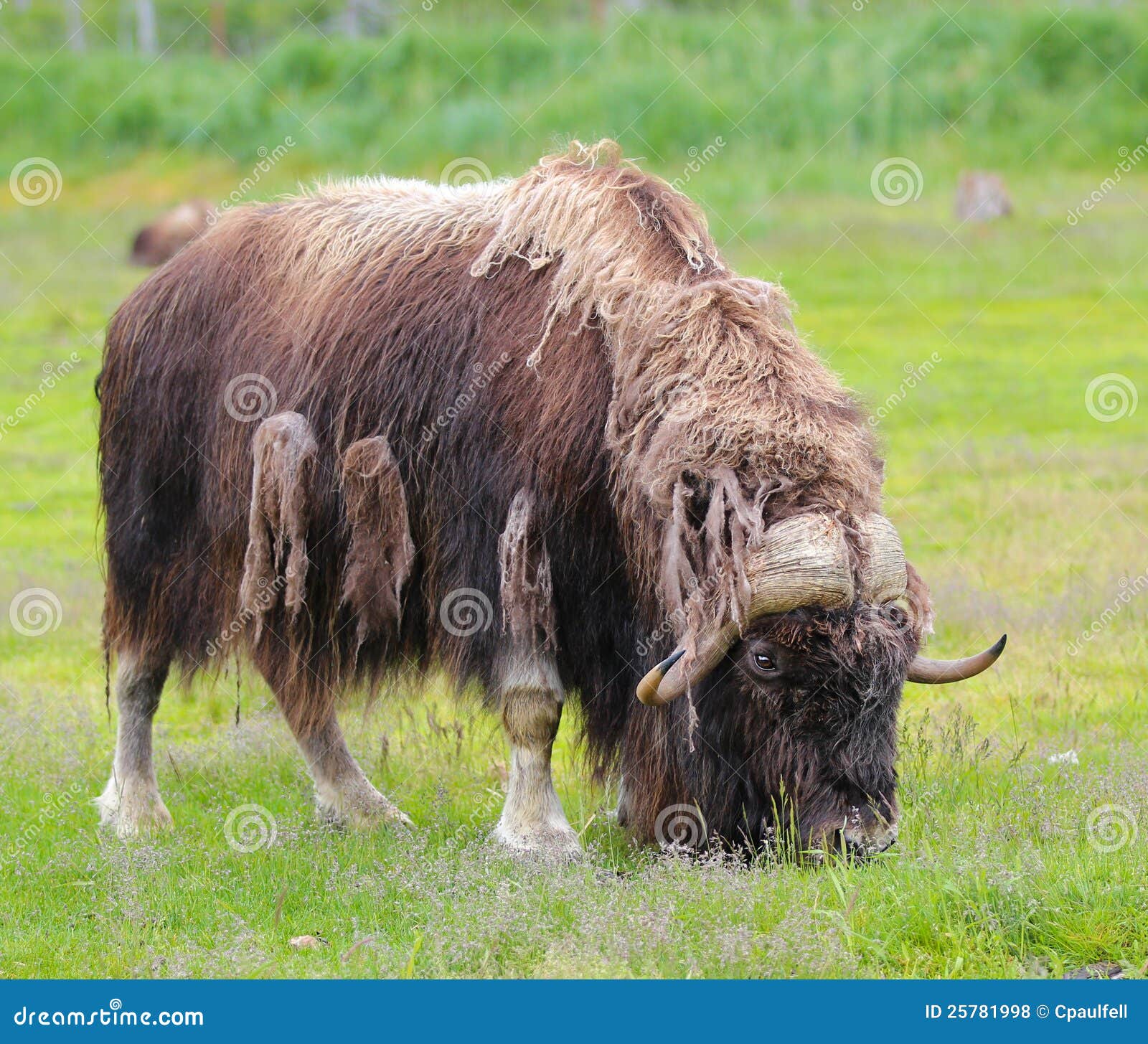 De os van de muskus stock foto. Image of groenland, wild - 25781998