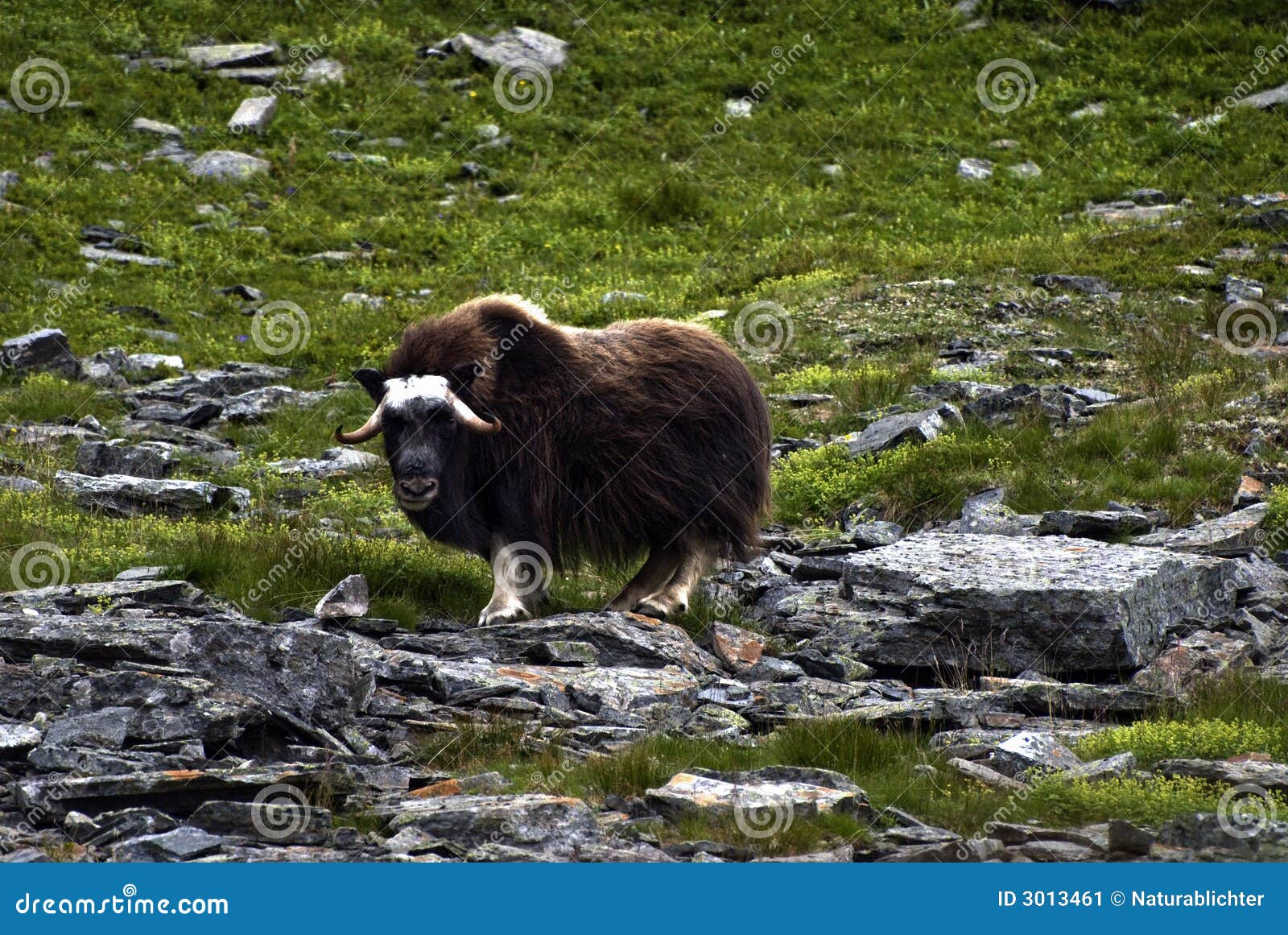 De os van de muskus stock afbeelding. Image of afstand - 3013461