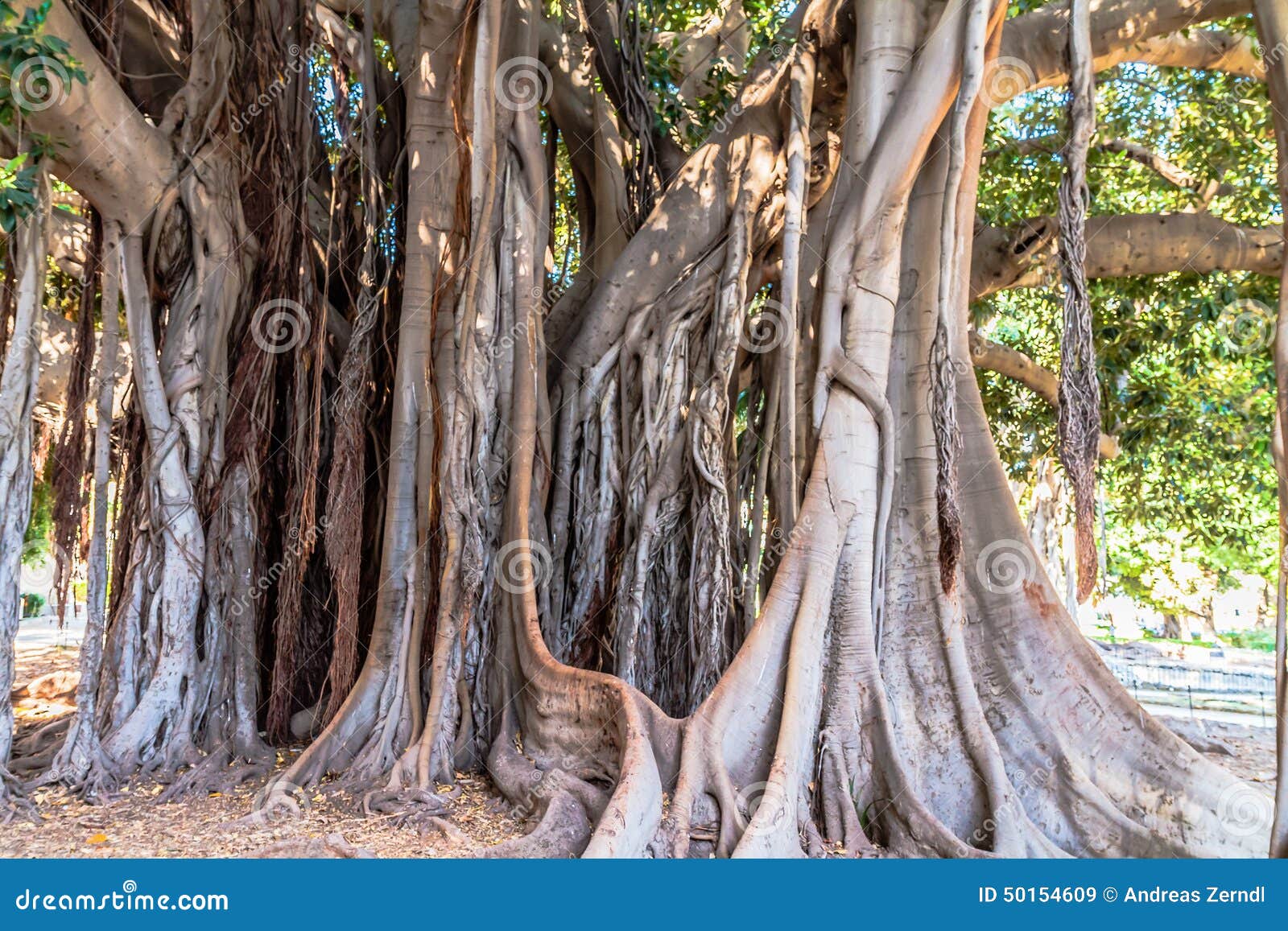 De Oude Bomen van Palermo stock afbeelding. Image of europa - 50154609