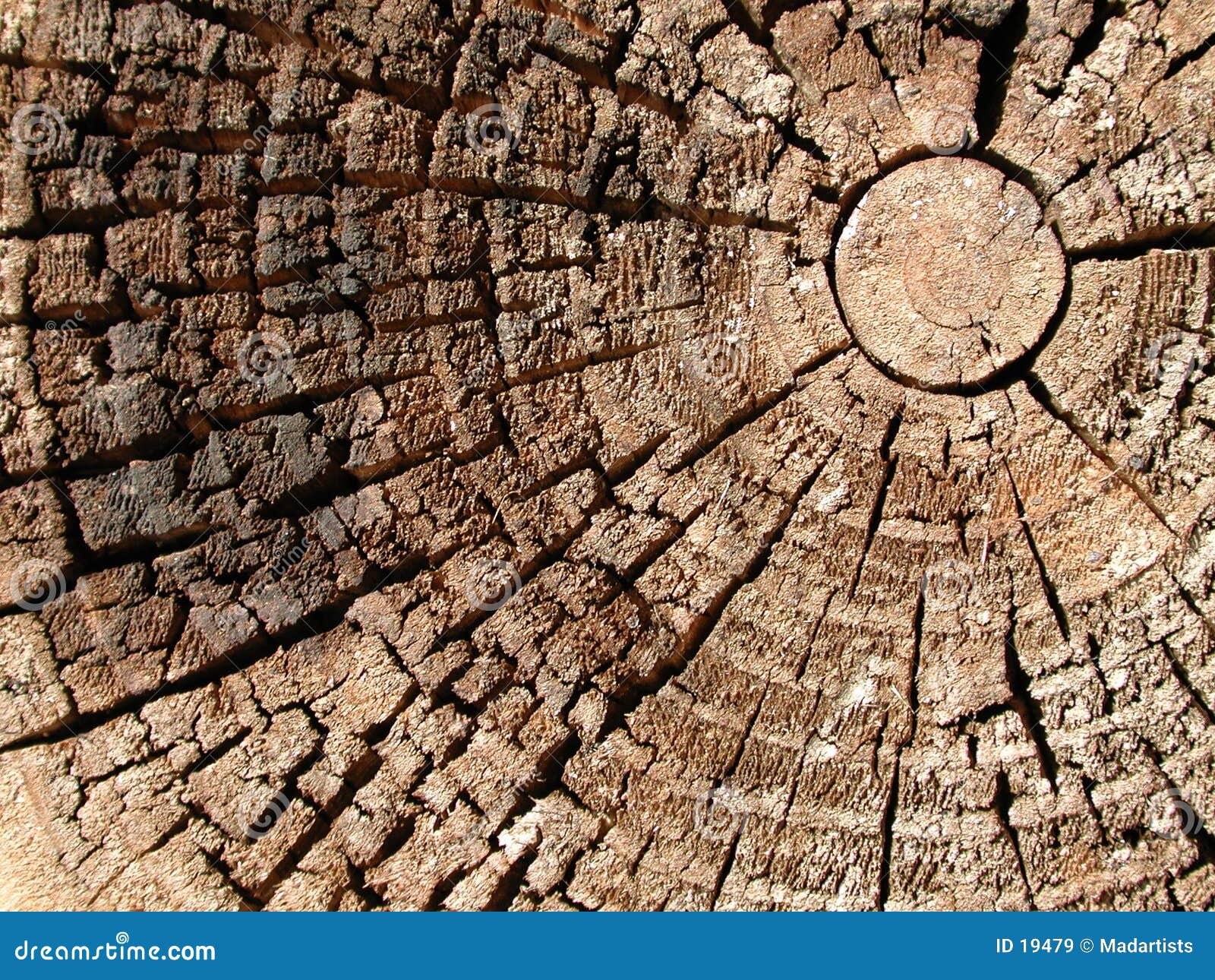 De Oude Houten Boom Belt Textuur Stock Afbeelding - Image of barst ...