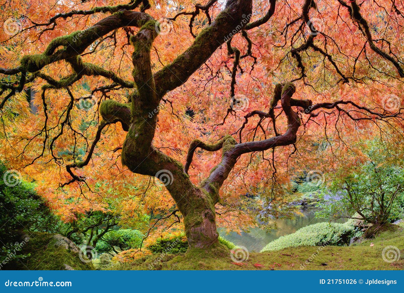 De Oude Japanse Boom Van De Esdoorn in Daling Stock Foto - Image of ...