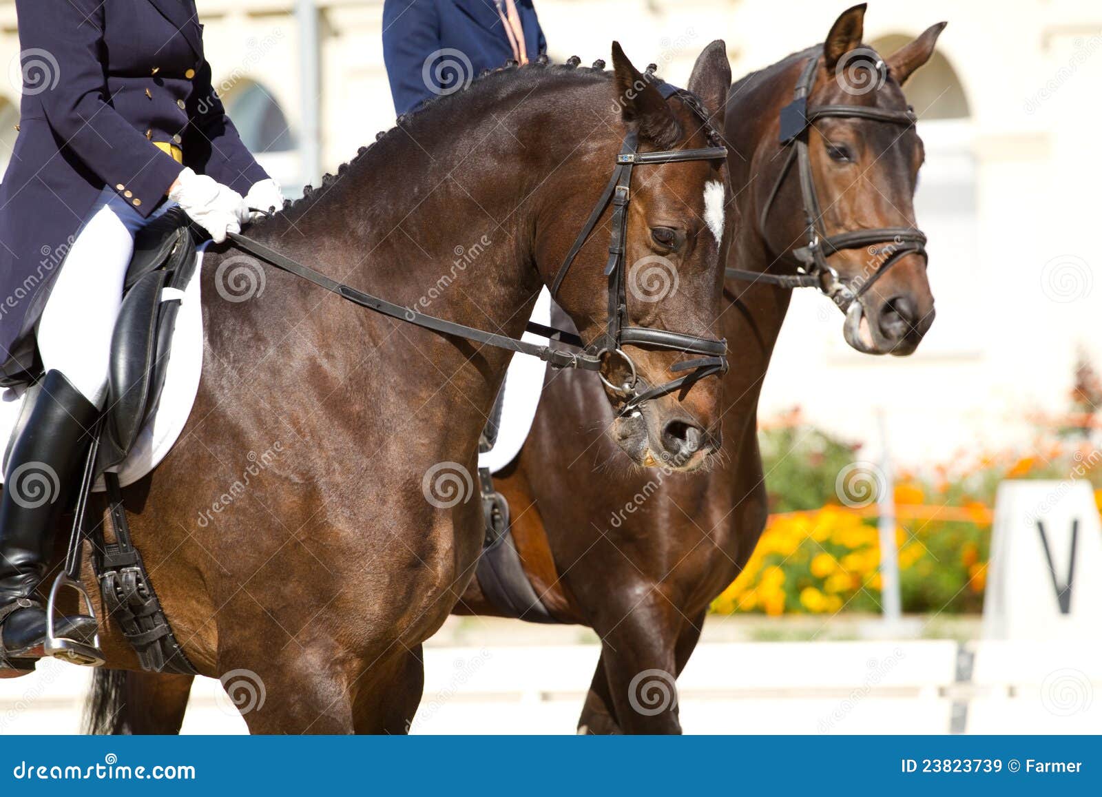 De paarden van de dressuur stock afbeelding. Image of rijden - 23823739