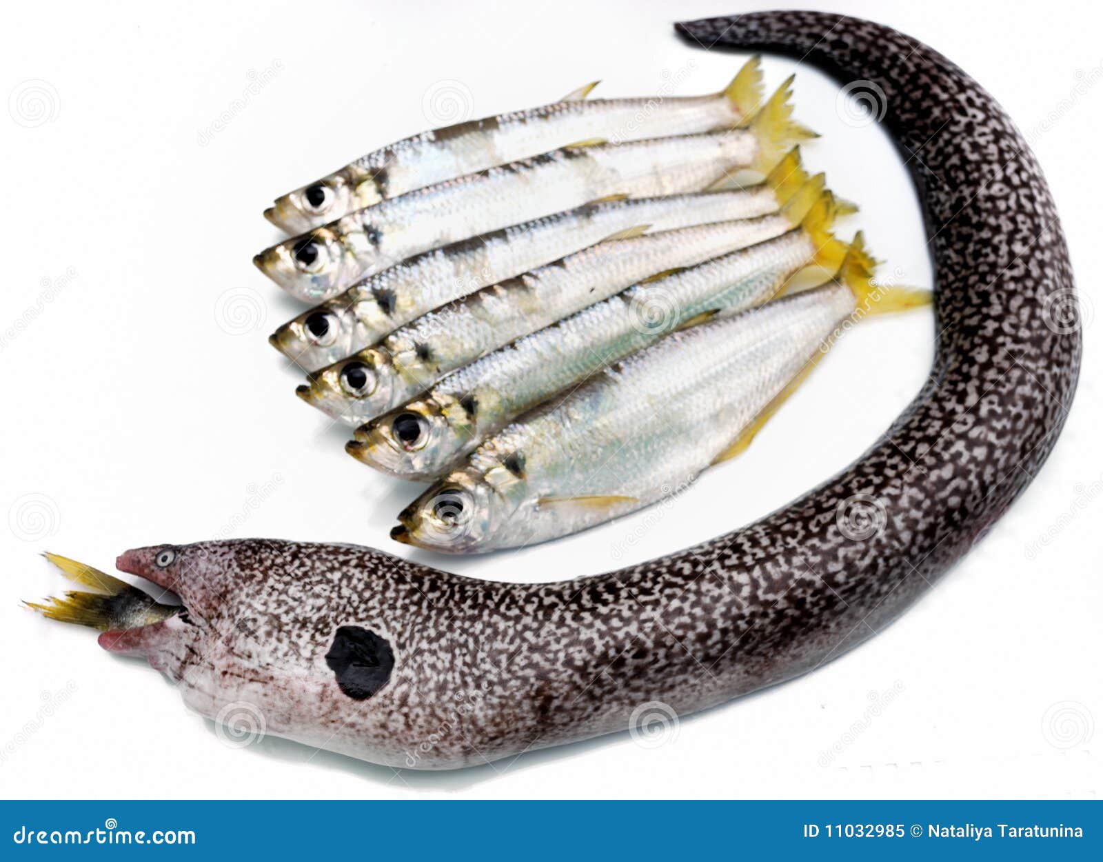 De Paling En De Vissen Van Moray Stock Afbeelding - Image of kaak ...