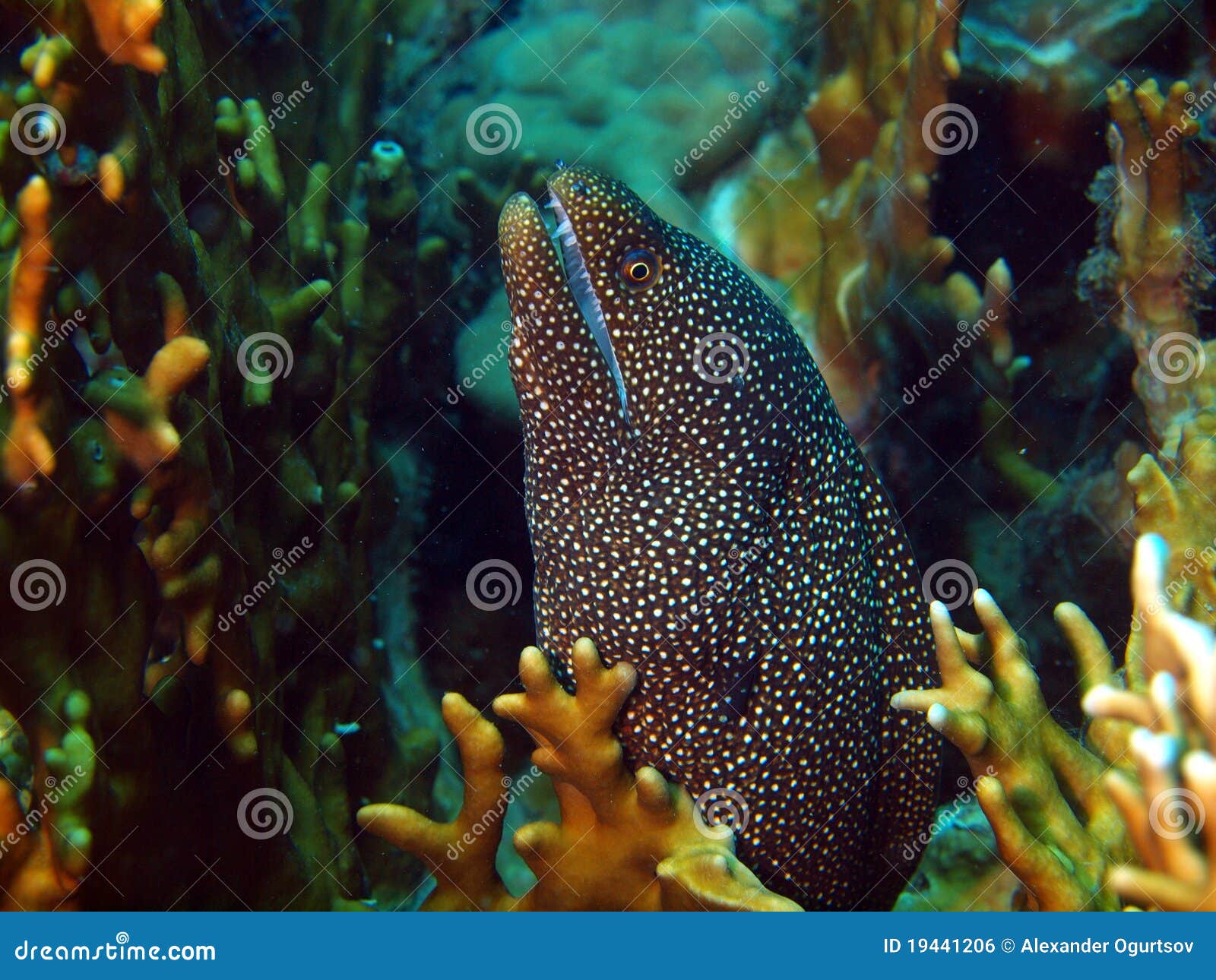 De Palingen Van Moray Bij Het Gat Stock Foto - Image of nave, duik ...