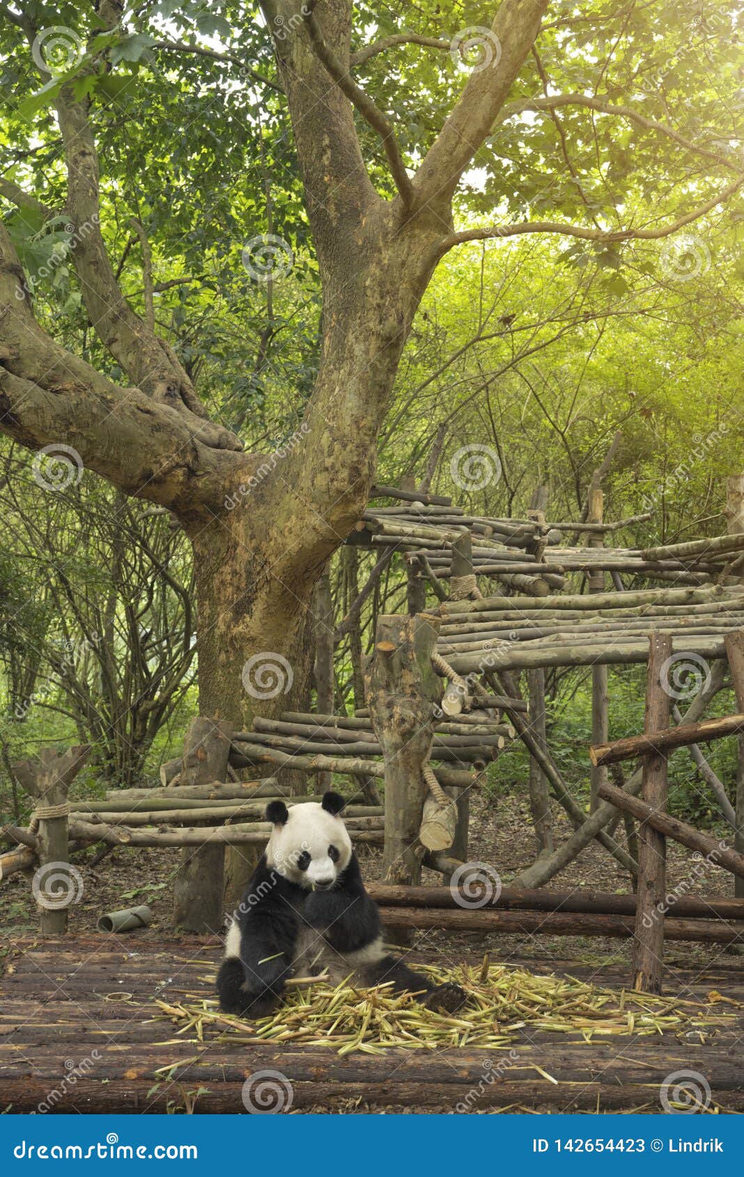De panda zit in het bos stock afbeelding. Image of welp - 142654423