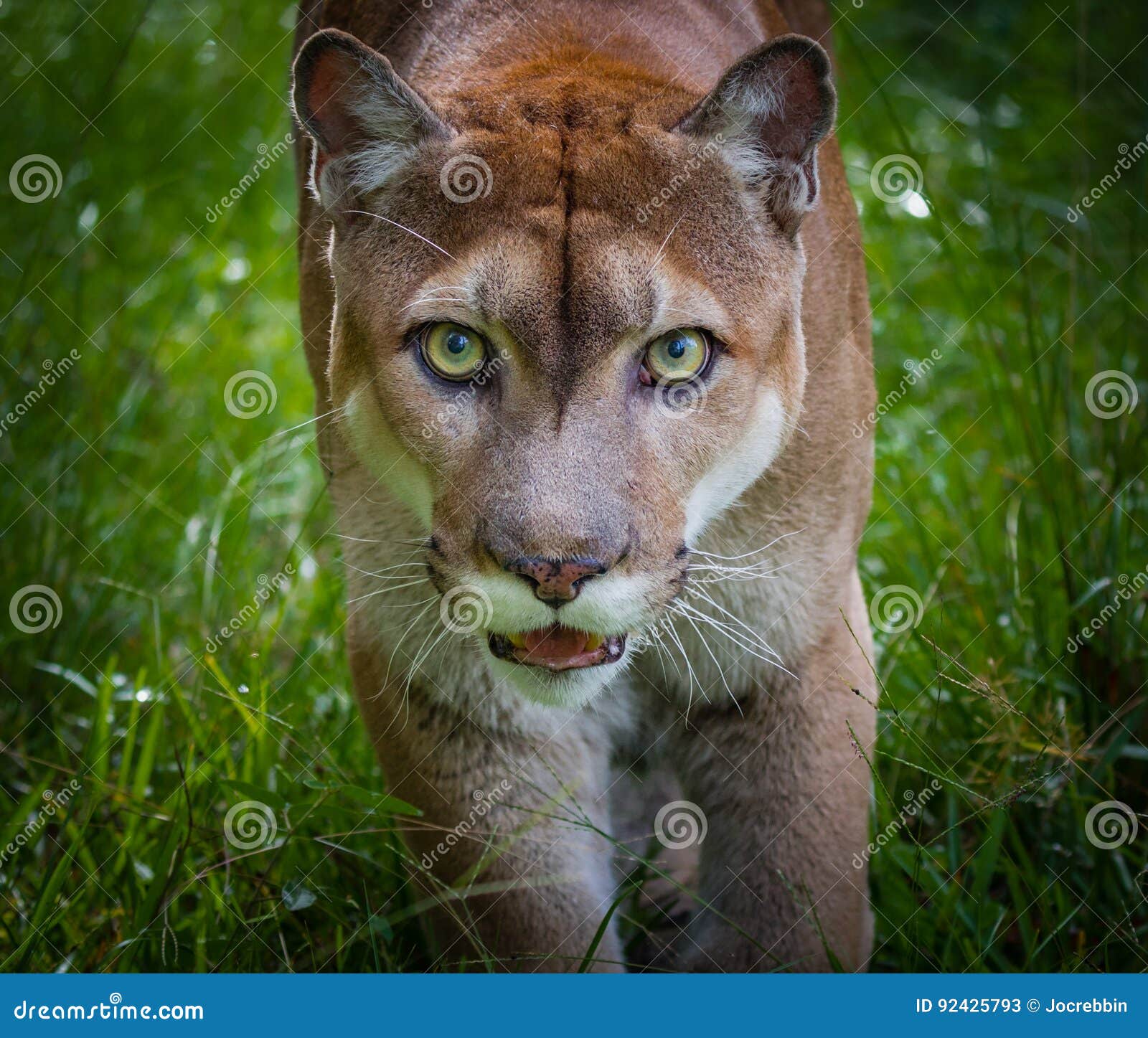 De Panter Van Florida Staart Bij Camera Stock Afbeelding - Image of ...