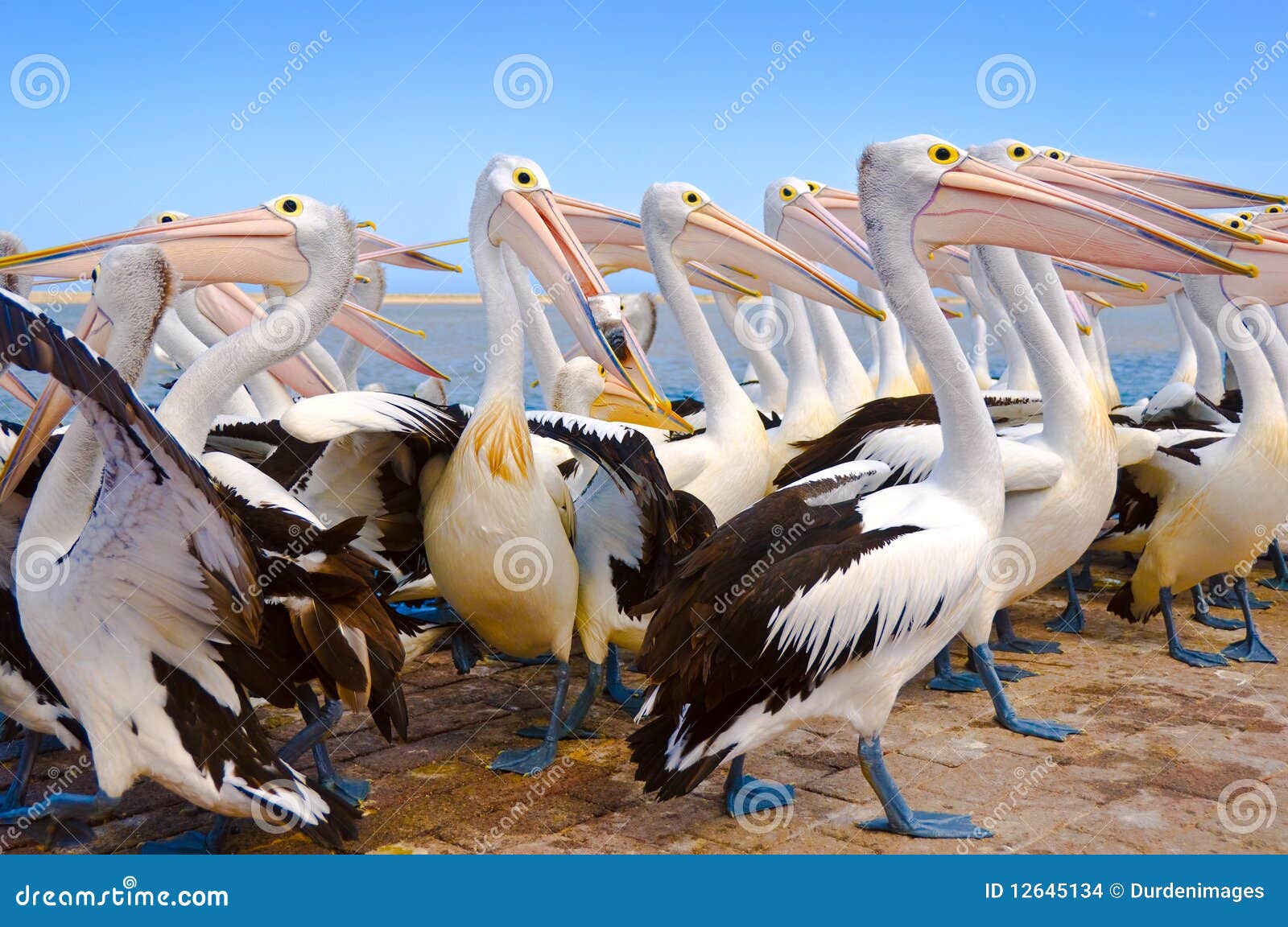 De parade van de pelikaan stock foto. Image of rekening - 12645134