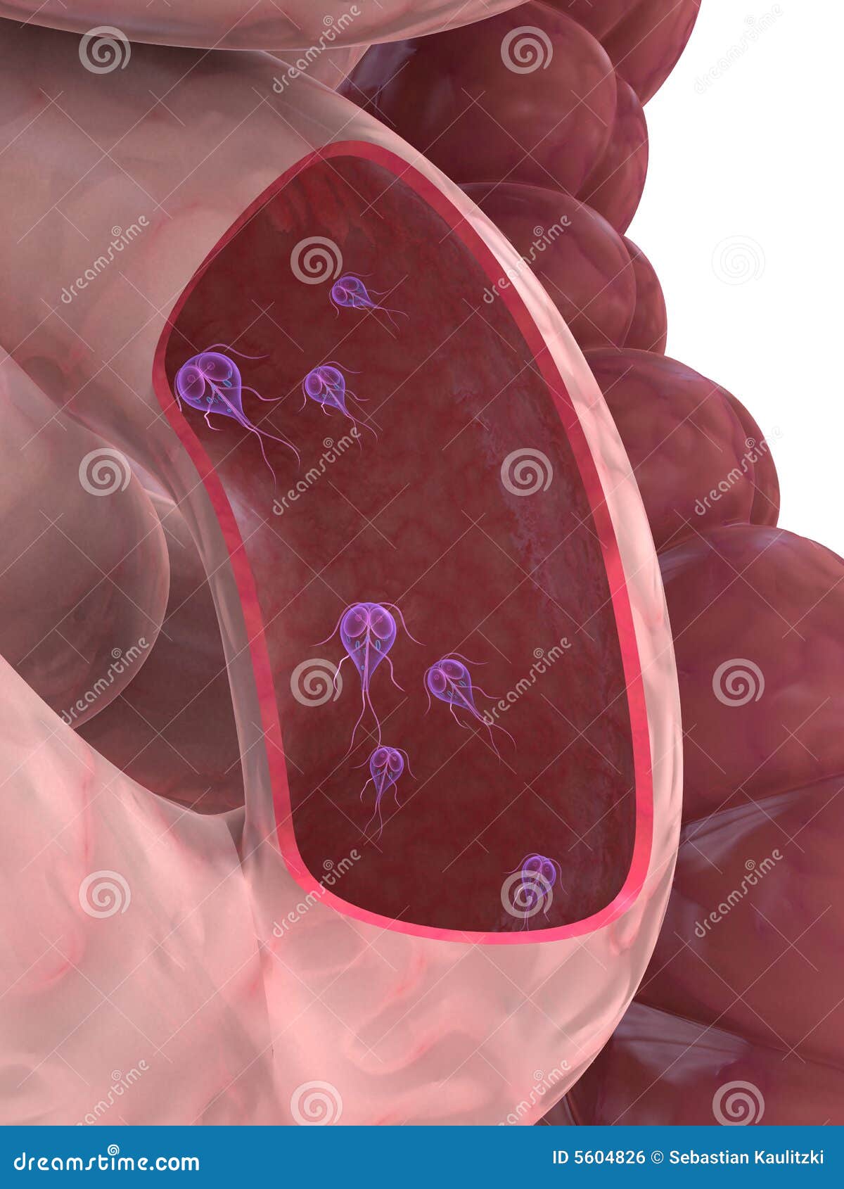 De parasiet van Giardia stock illustratie. Illustration of illustratie ...