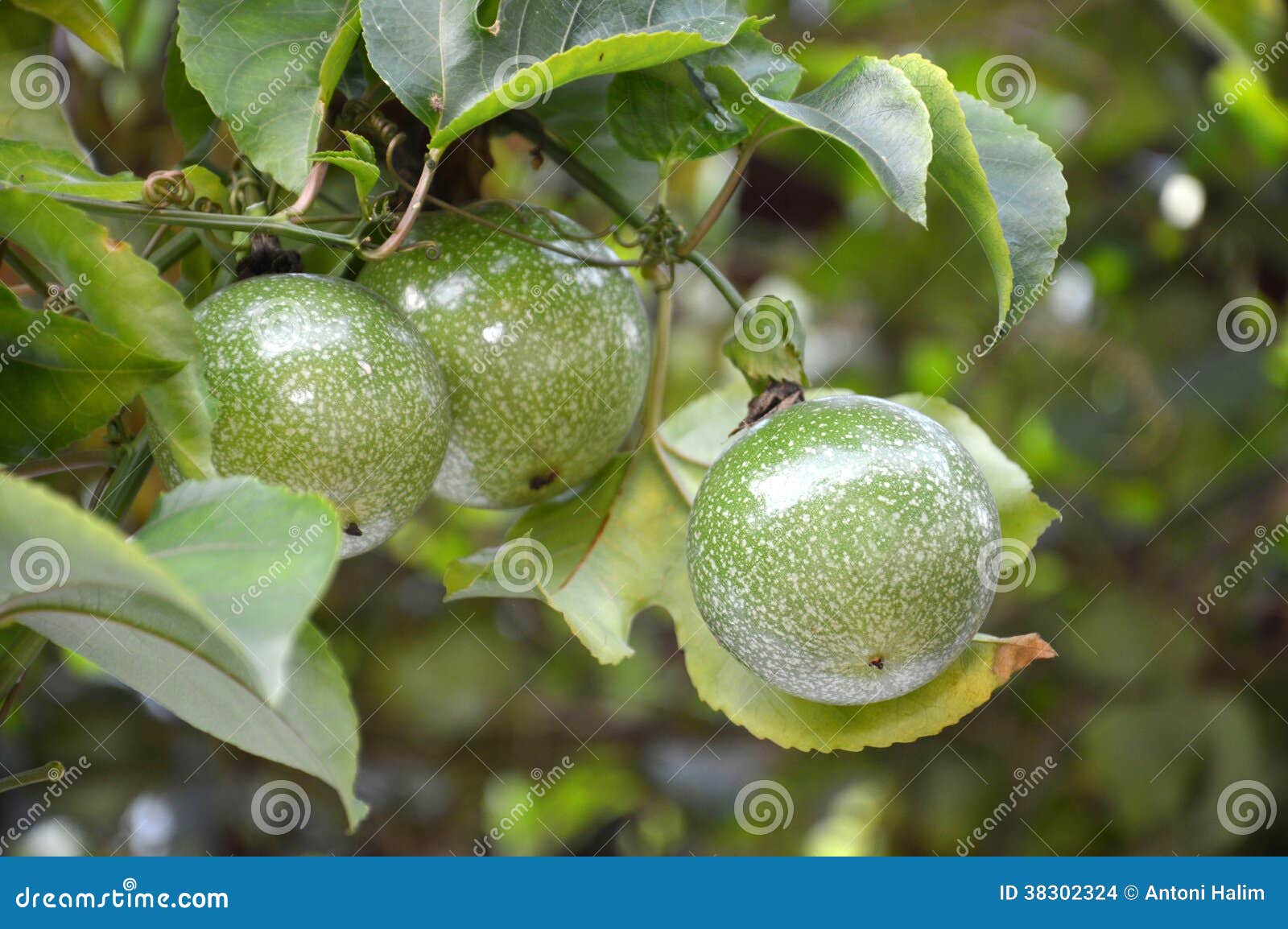 De passievrucht stock foto. Image of gezond, kleur, gras - 38302324