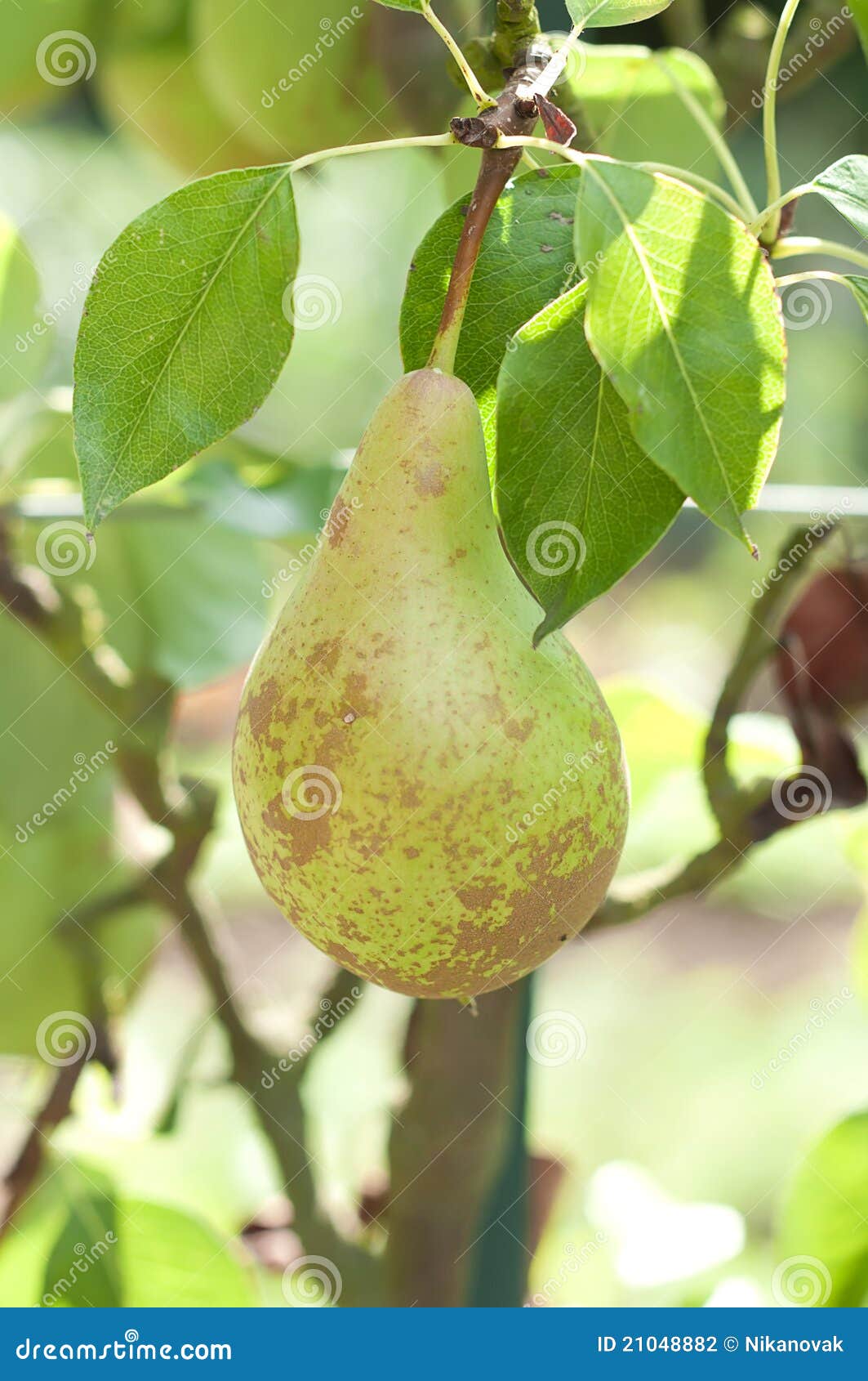 De Peer Op De Boom, VerscheidenheidsConferentie, Sluit Omhoog Stock ...